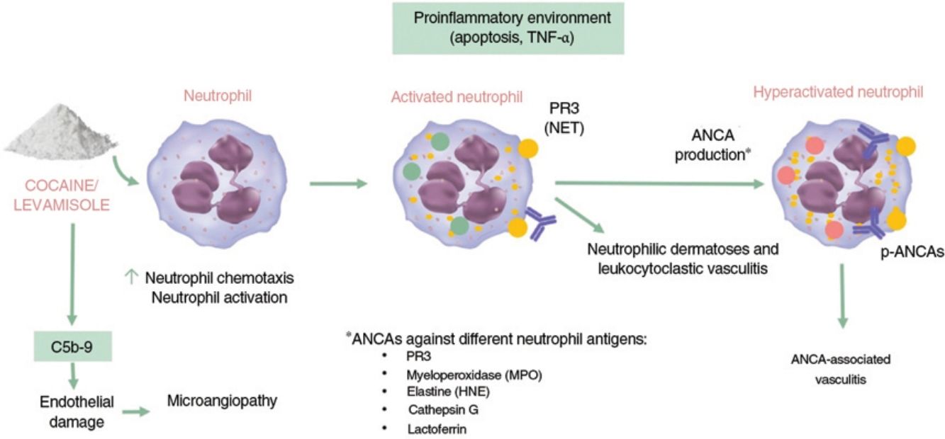 [Translated article] Cutaneous and Mucosal Conditions Associated With ...