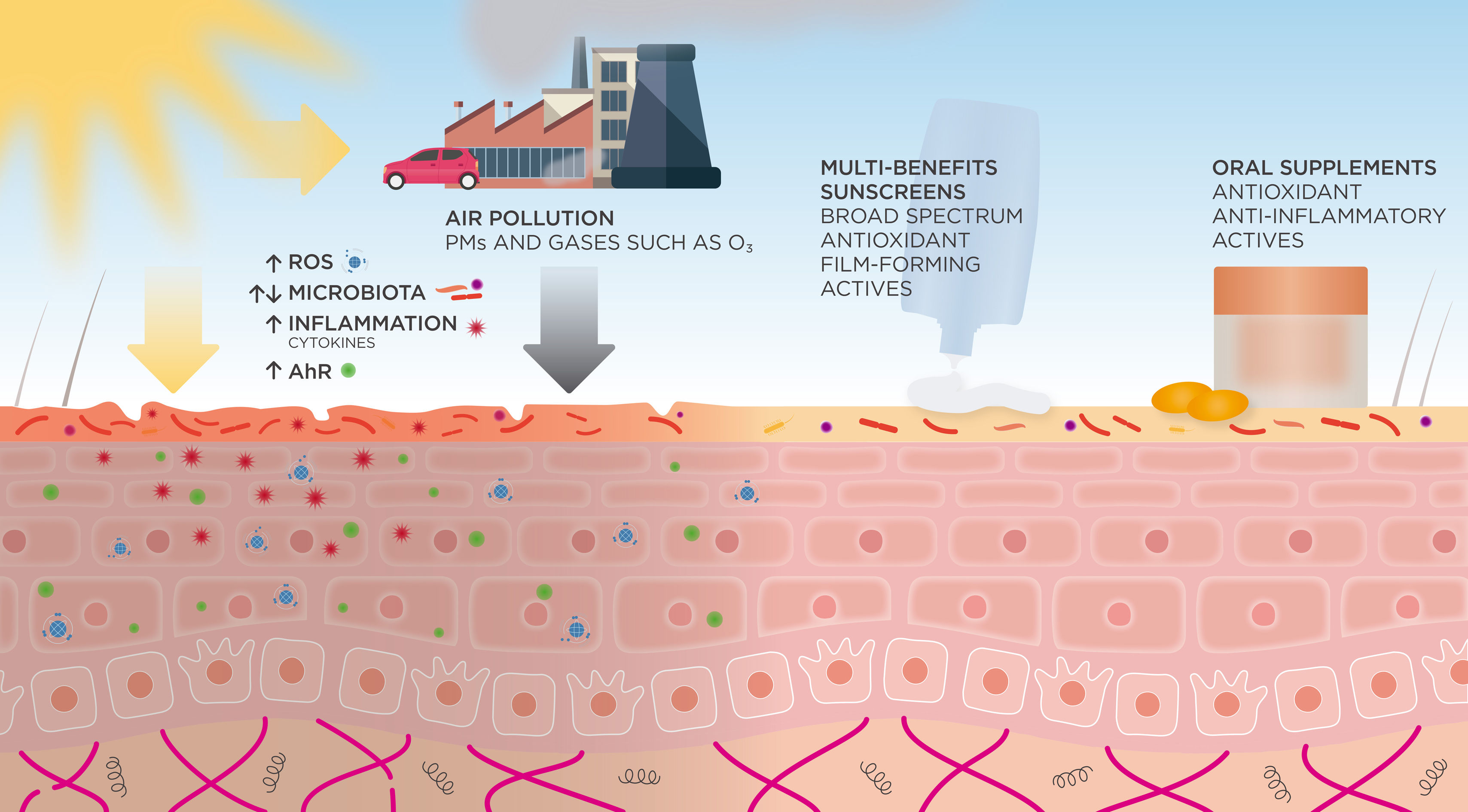 Pollution, a Relevant Exposome Factor in Skin Aging and the Role of ...