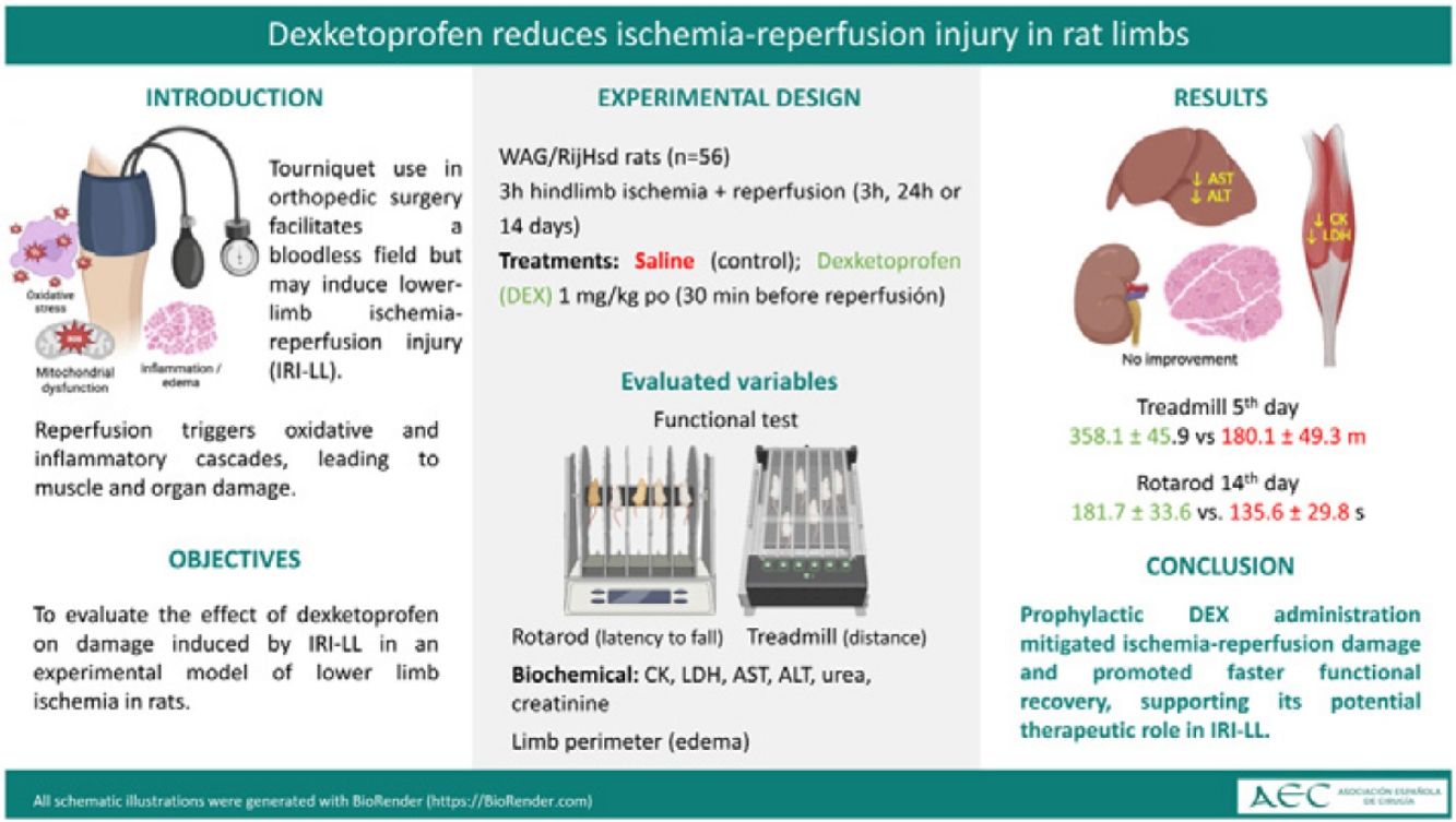 Dexketoprofen-mediated attenuation of ischemia-reperfusion injury in a ...