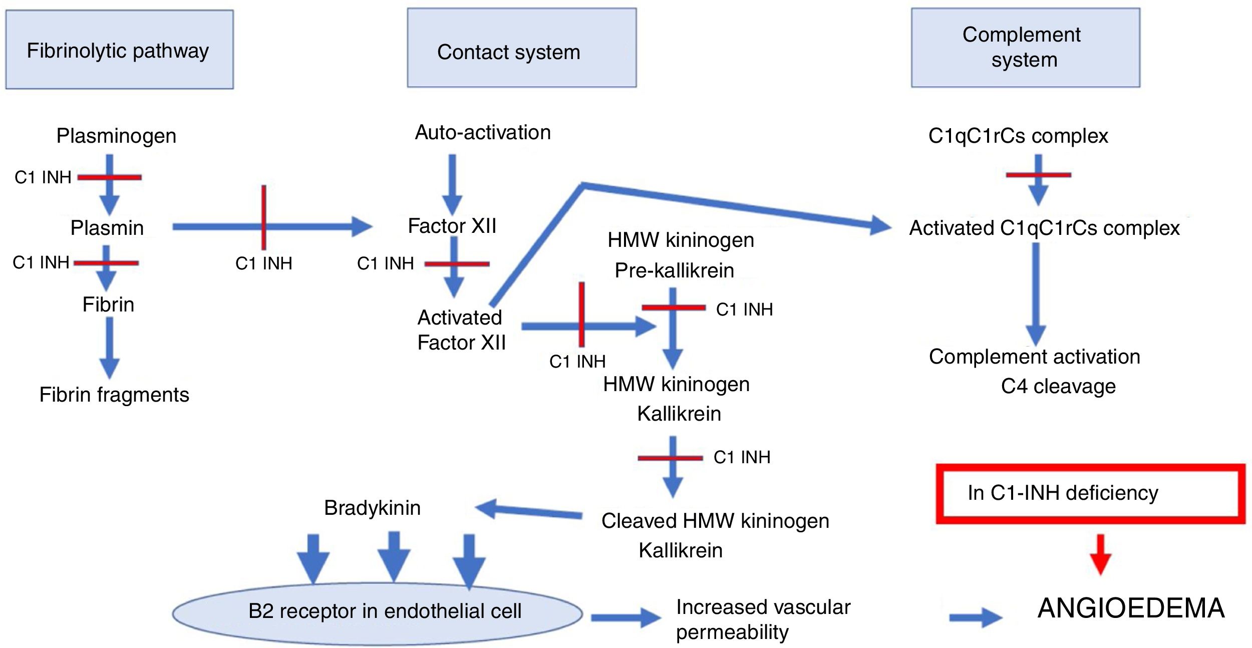 bradykinin complement cascade