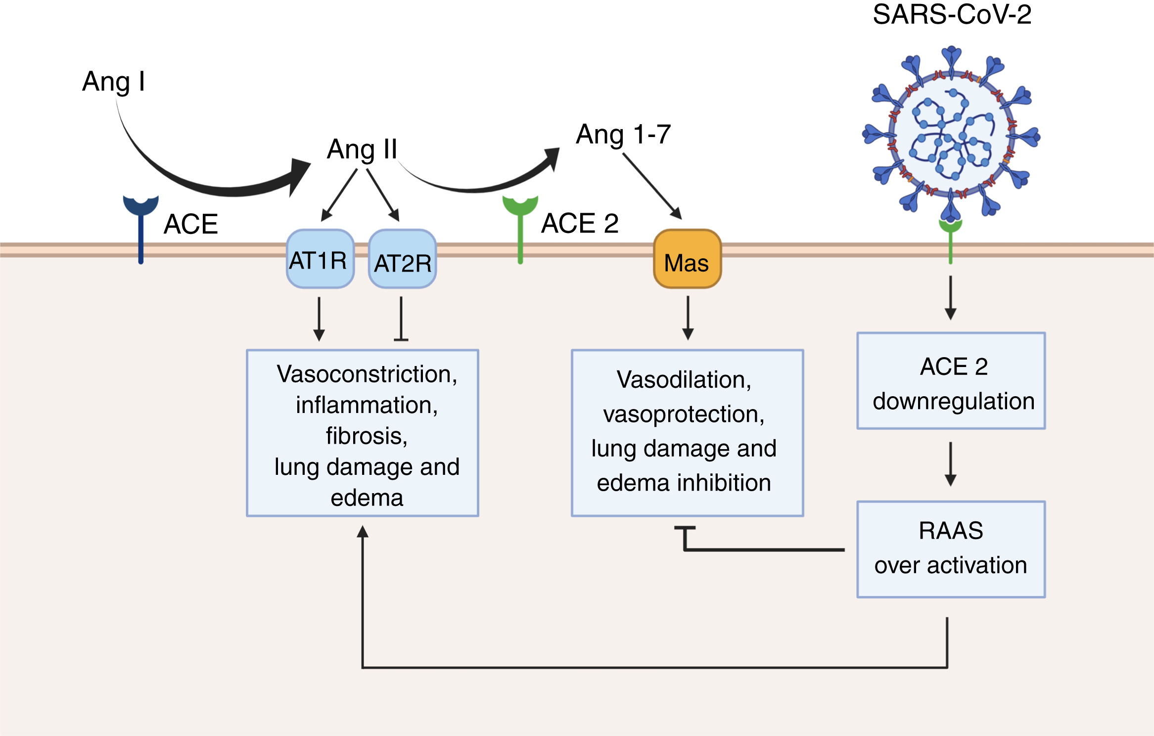COVID-19 and ACE -inhibitors and angiotensin receptor blockers-: The ...