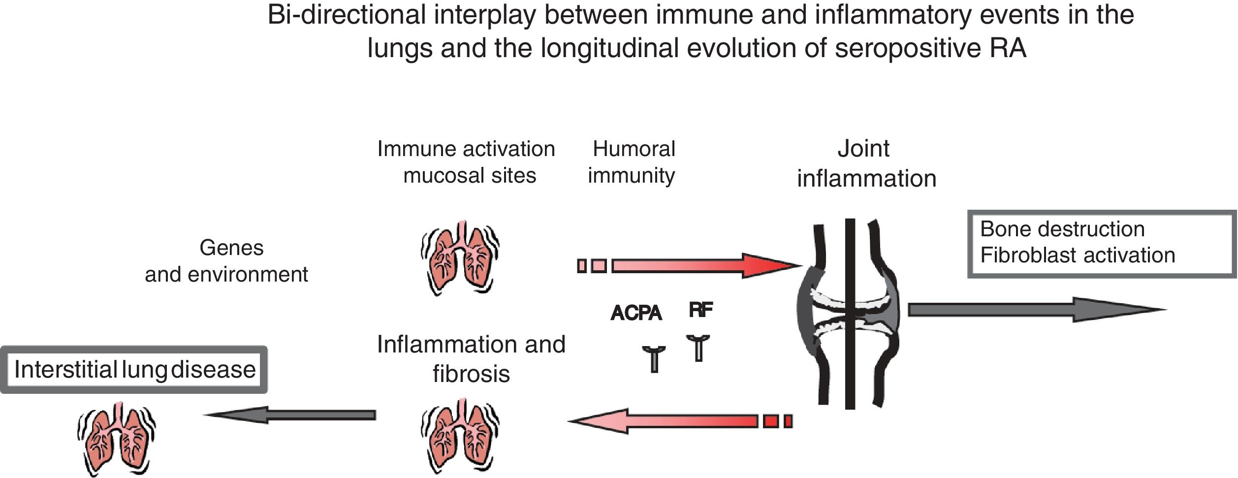 The lung as a target and as an initiator of rheumatoid arthritis ...