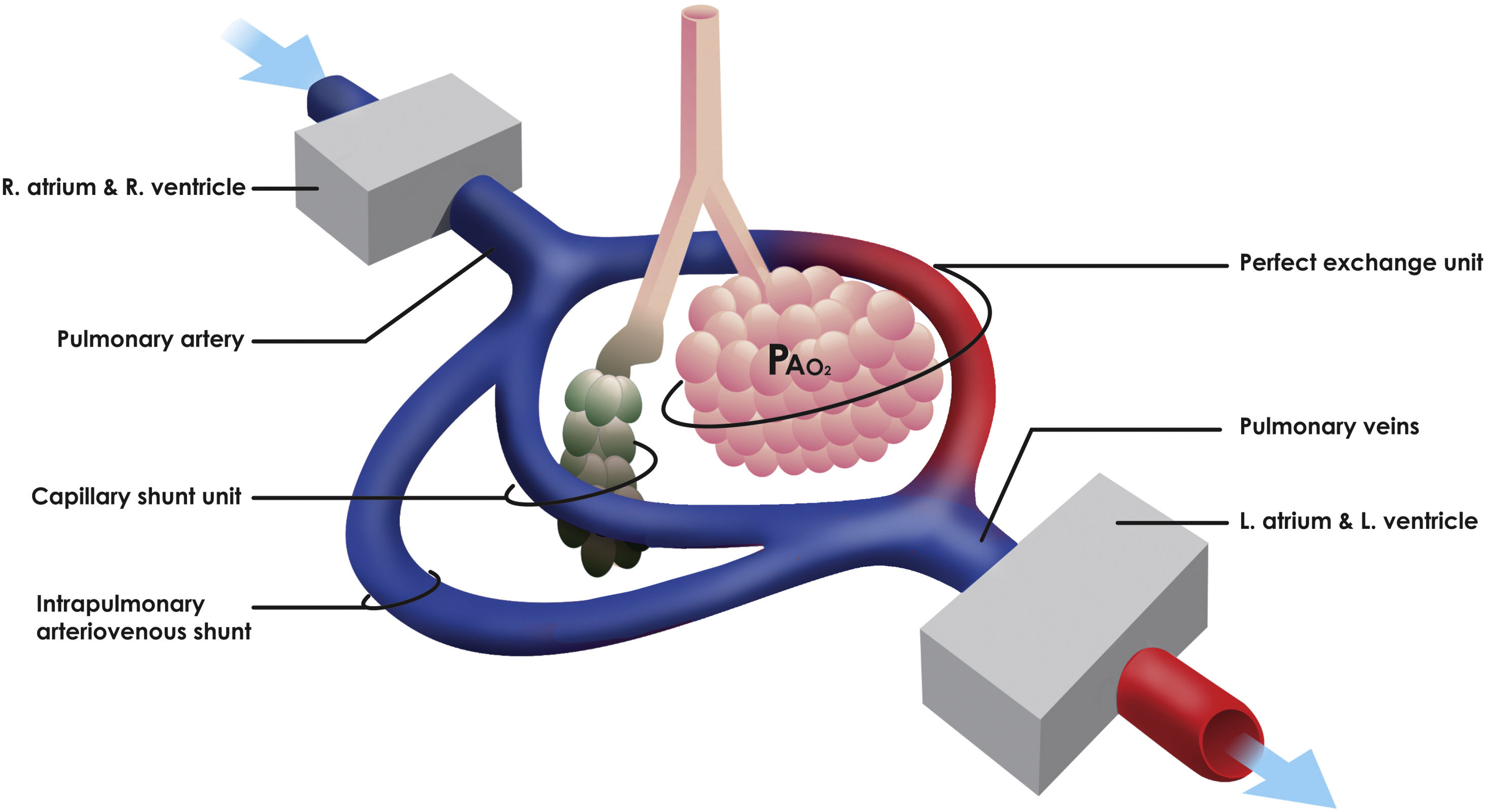 Echocardiographic detection of transpulmonary bubble transit during ...