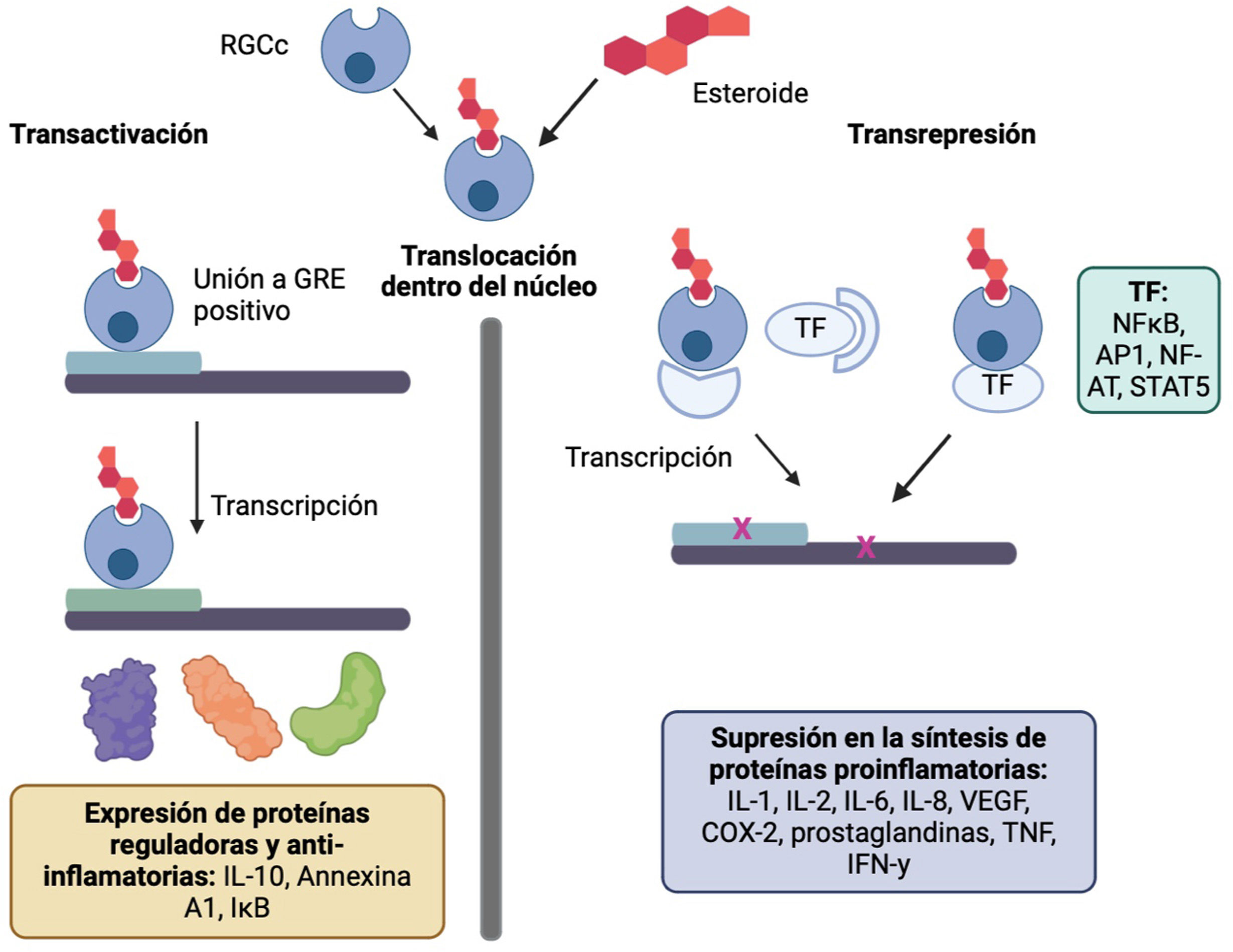 Esteroides, sepsis y shock séptico: de la plausibilidad biológica a la ...