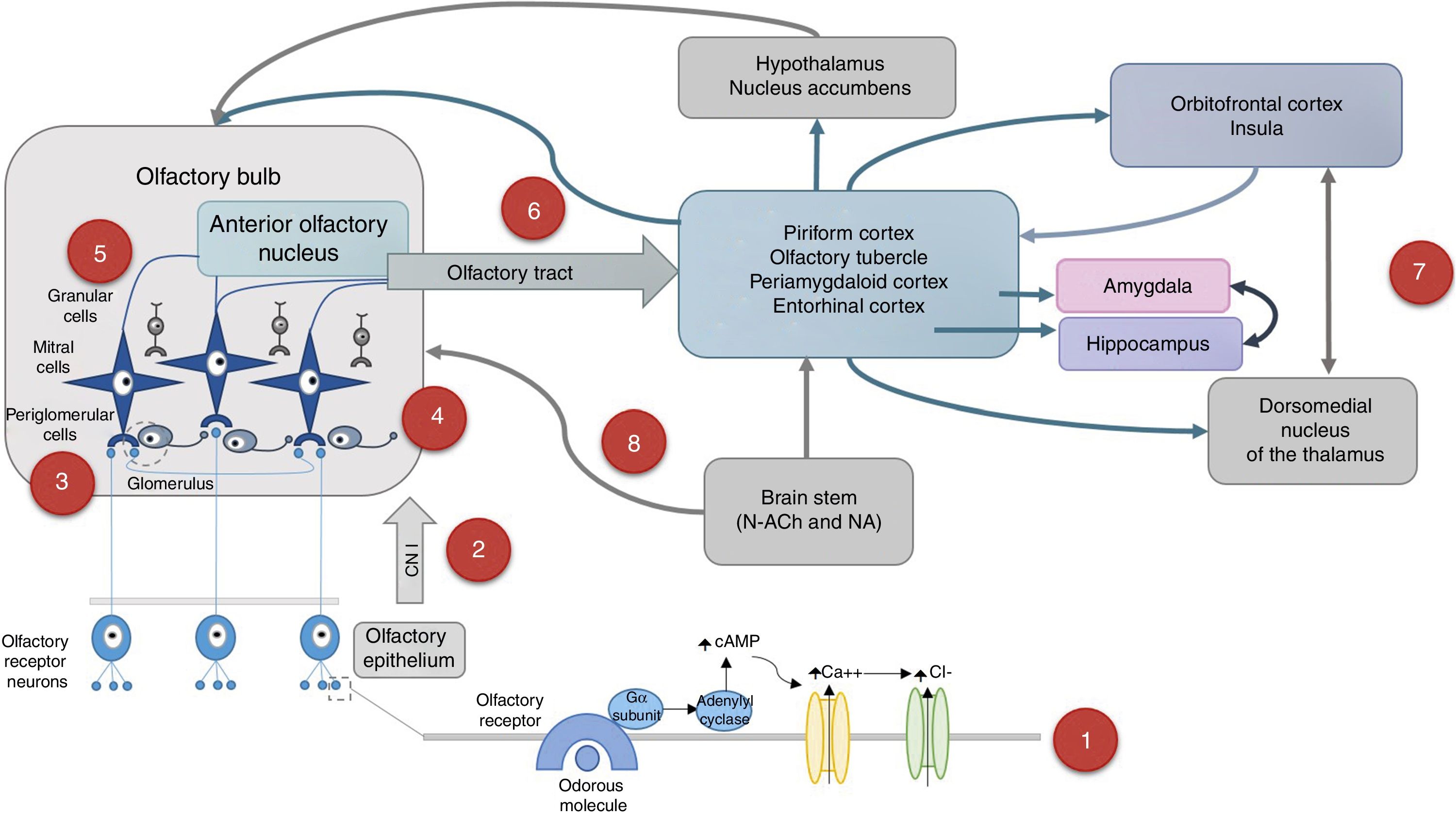 limbic system function olfaction