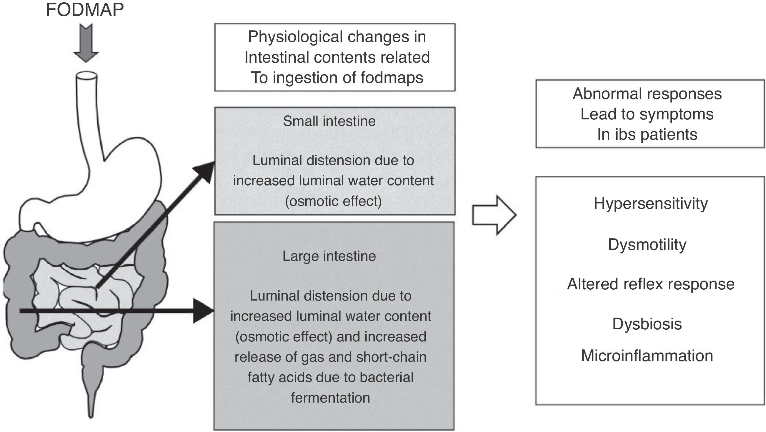 The low-FODMAP diet for irritable bowel syndrome: Lights and shadows ...