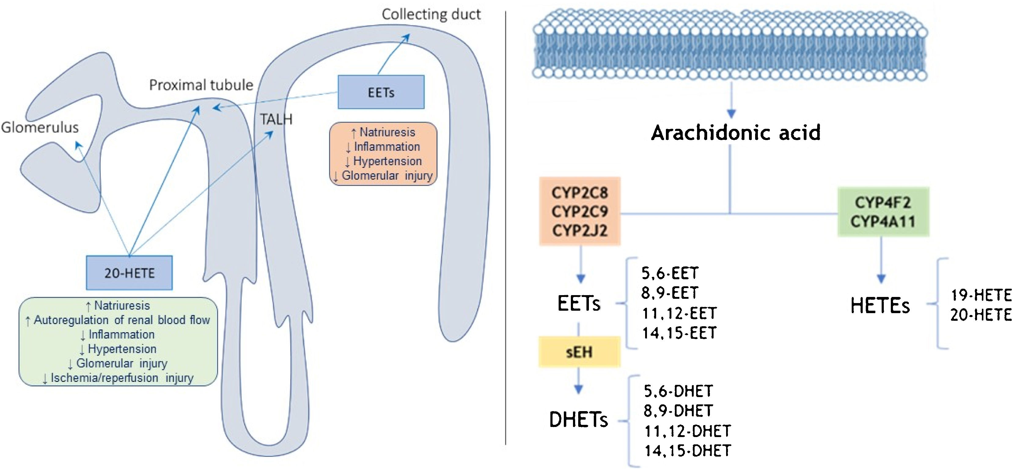 Association between CYP4A11 and EPHX2 genetic polymorphisms and chronic ...