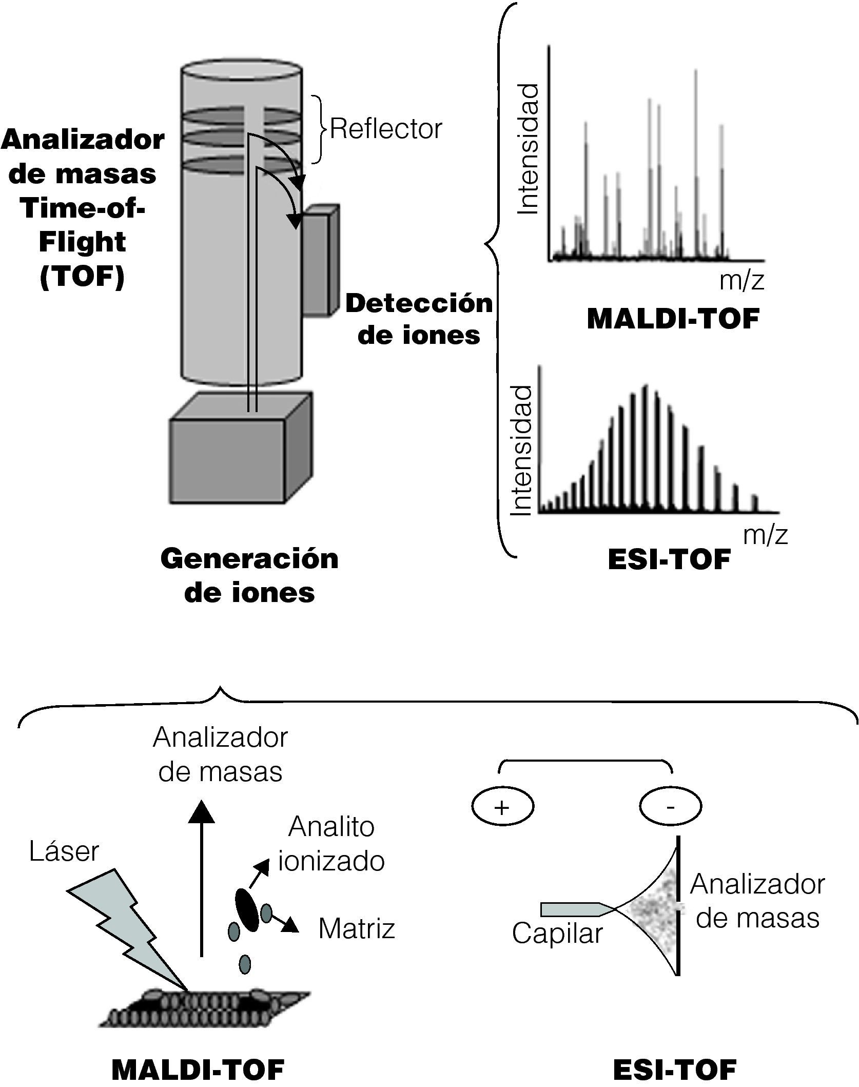 La espectrometría de masas en el laboratorio de microbiología clínica ...