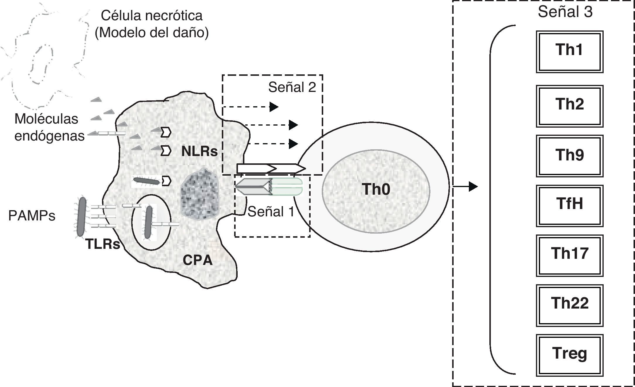 Adyuvantes inmunológicos. Determinantes en el balance eficacia ...