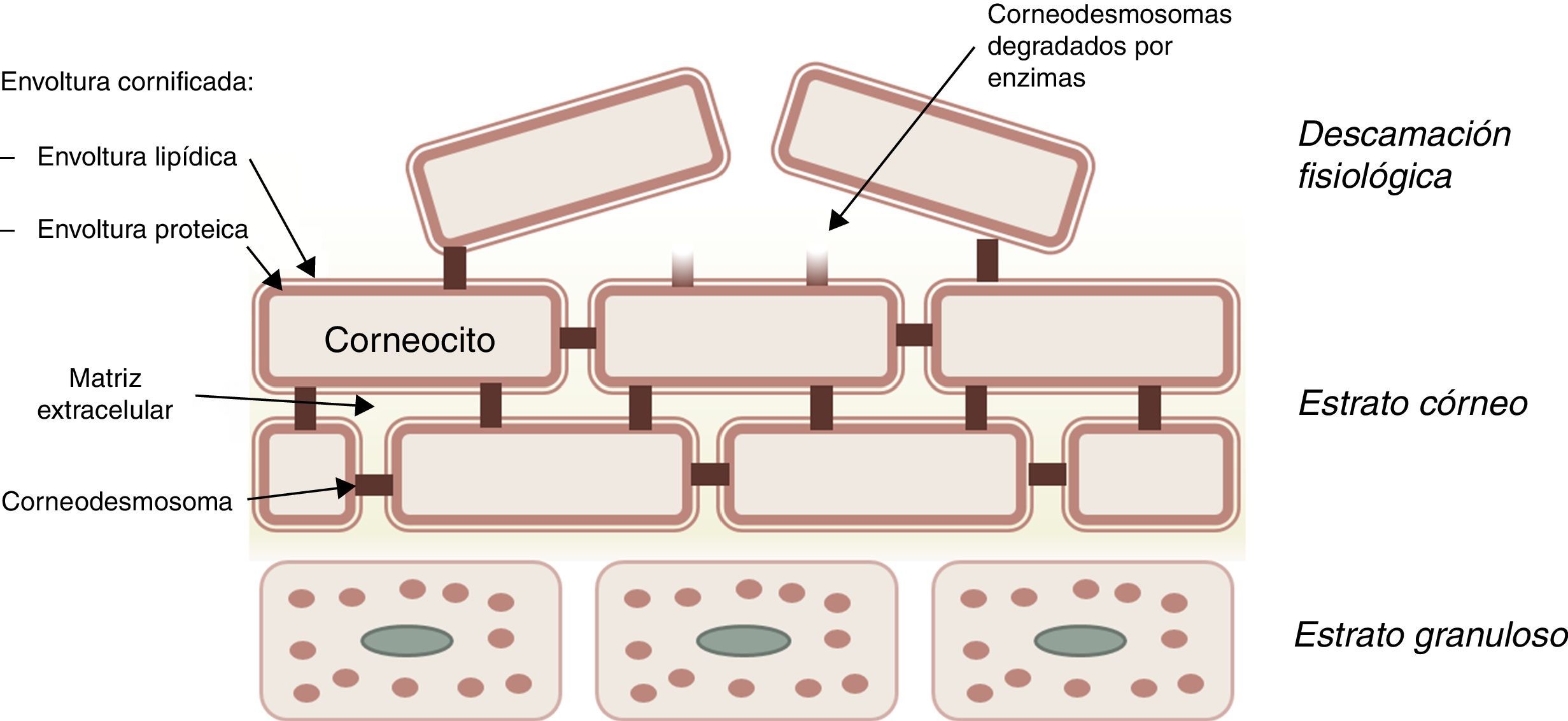 Formación del estrato córneo: ensamblaje de la envoltura cornificada y ...