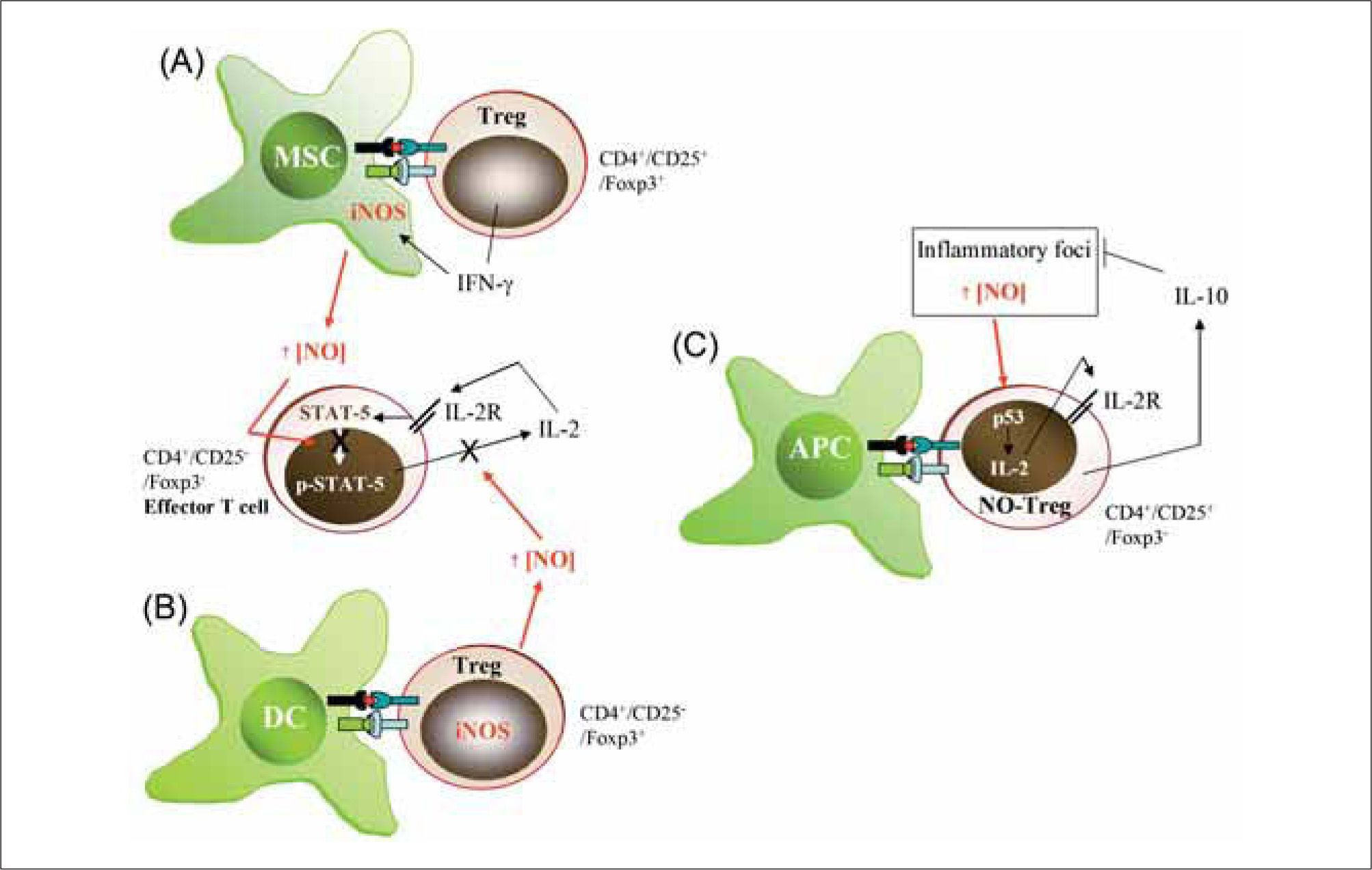 suppressor t cells function