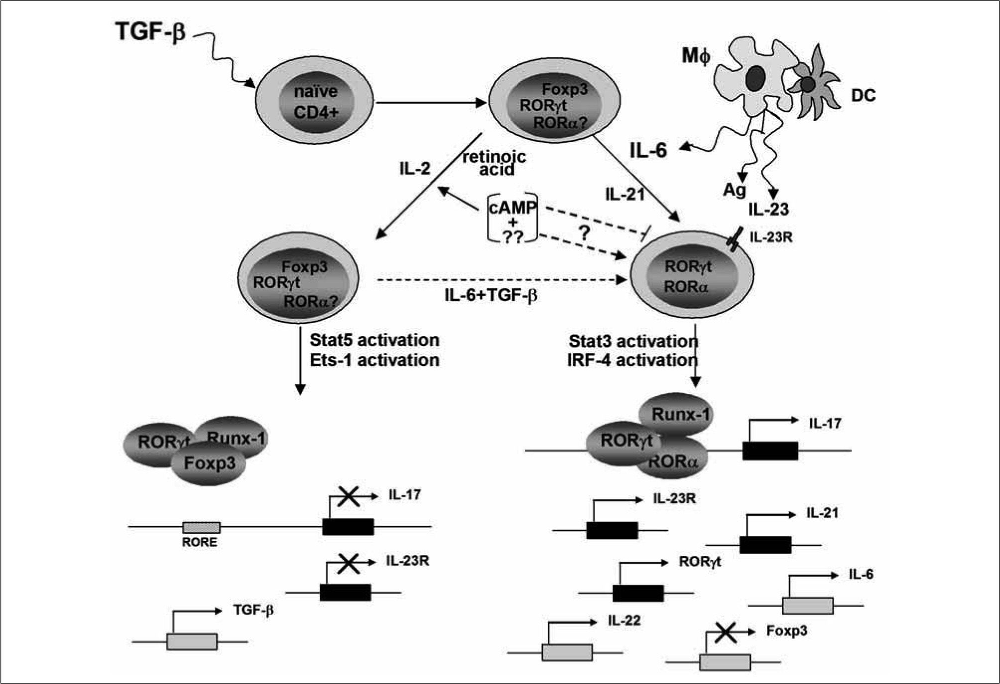 The Th17 lineage: Answers to some immunological questions | Inmunología
