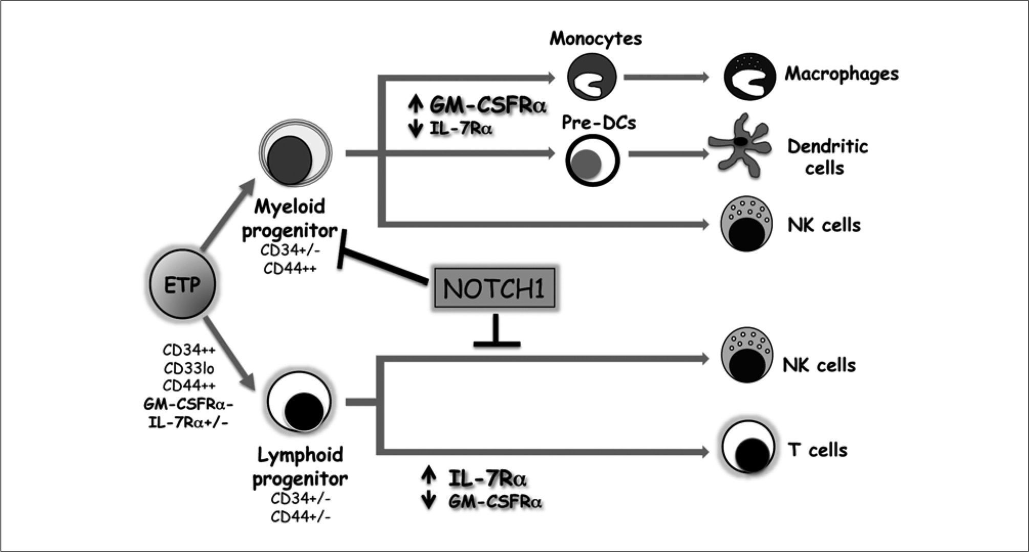 notch jagged pathway