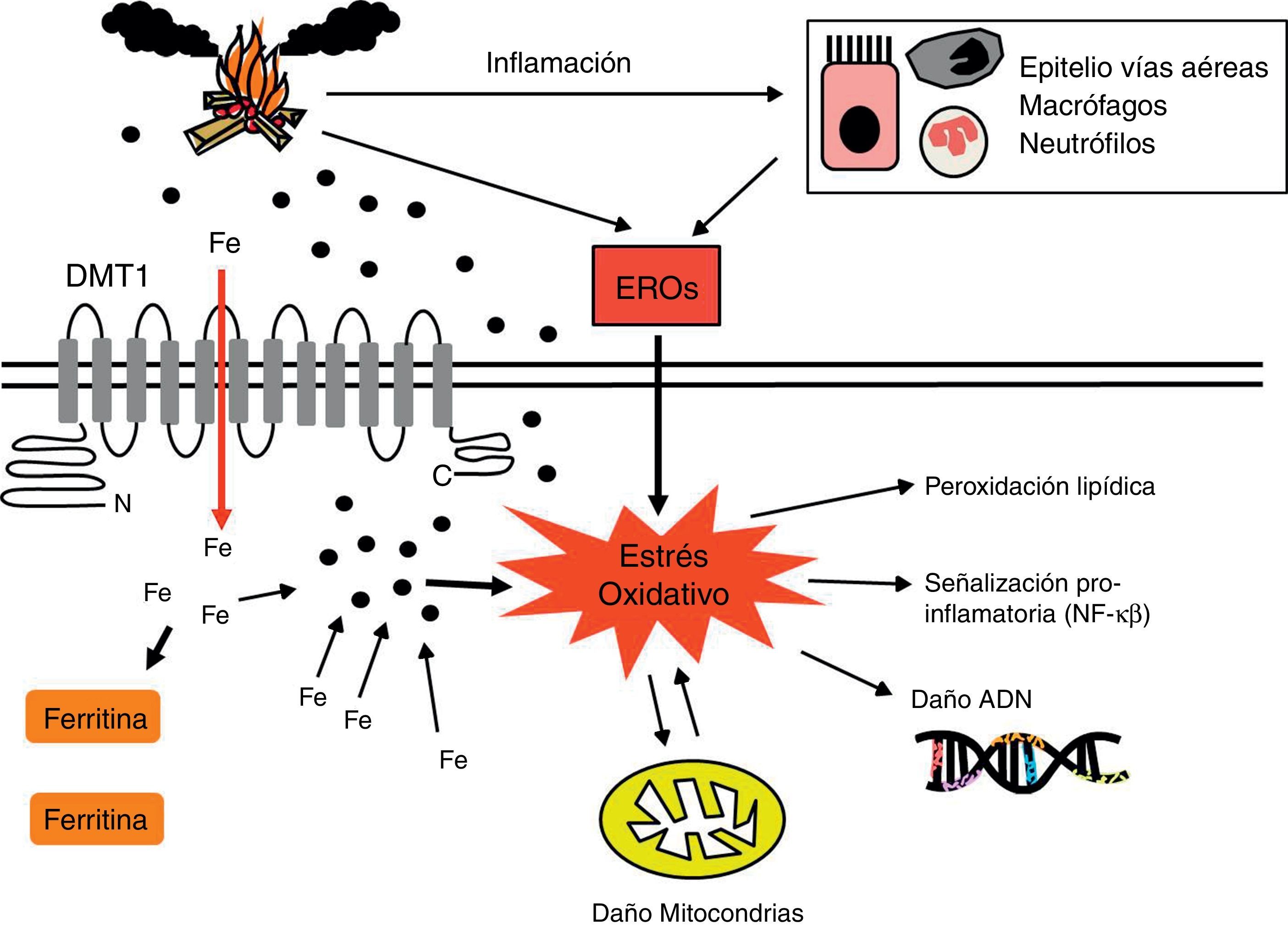 Mecanismos patogénicos en la enfermedad pulmonar obstructiva crónica ...