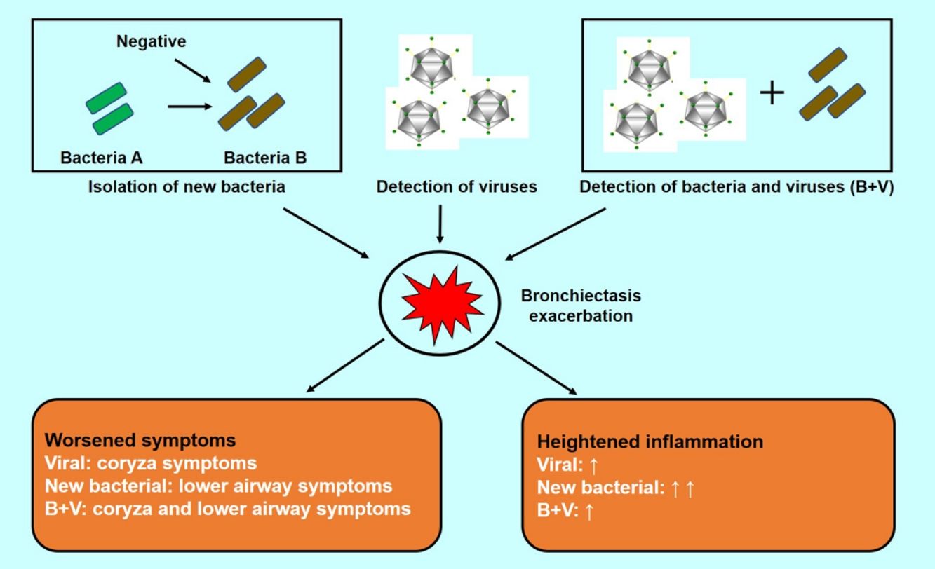 The Roles of Bacteria and Viruses in Bronchiectasis Exacerbation: A ...