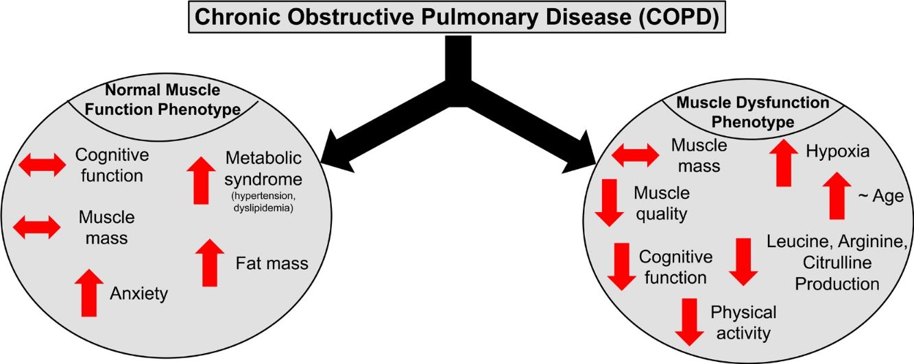 Presence or Absence of Skeletal Muscle Dysfunction in Chronic ...