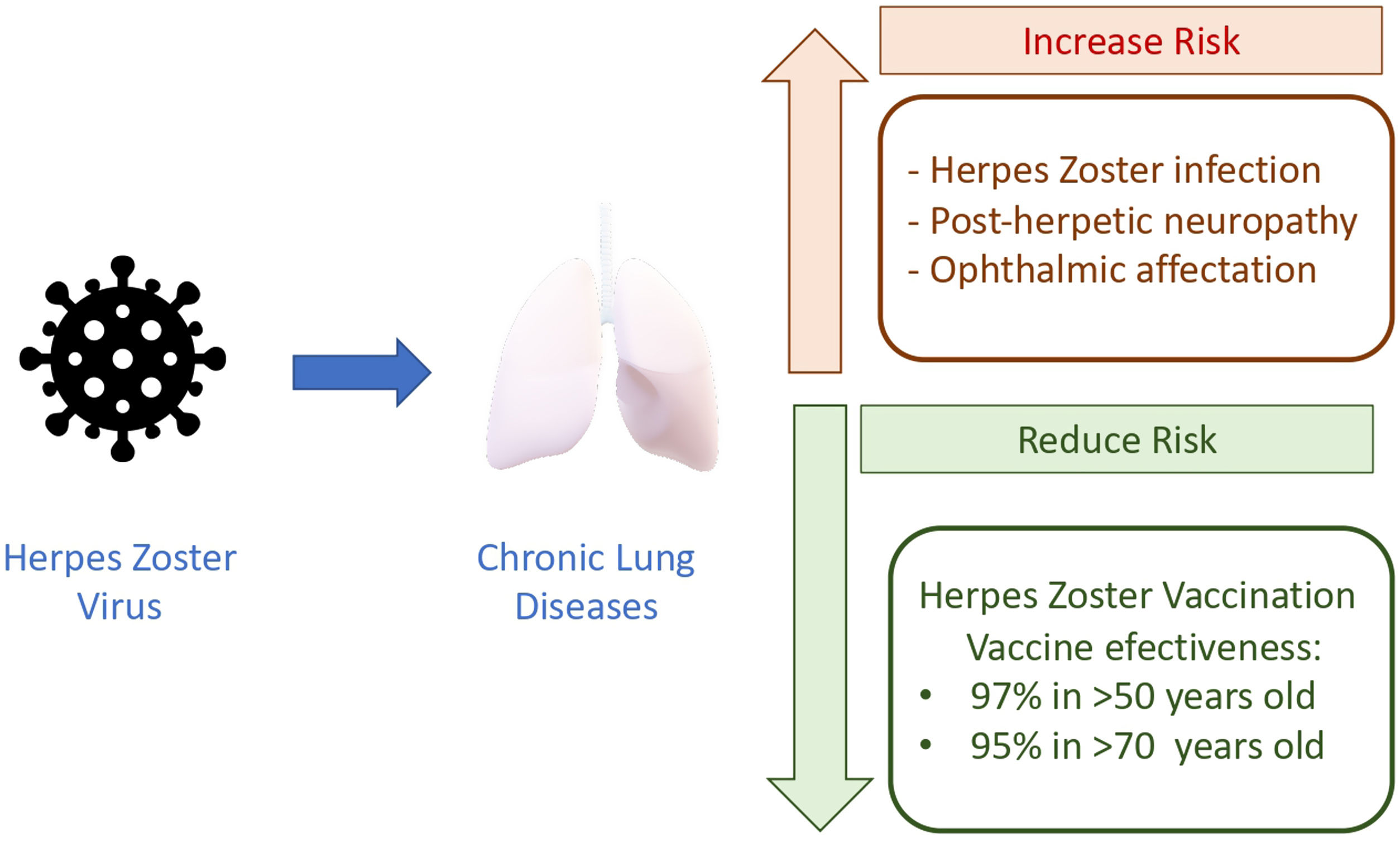 Herpes Zoster Virus: Should Patients With Chronic Respiratory Diseases ...