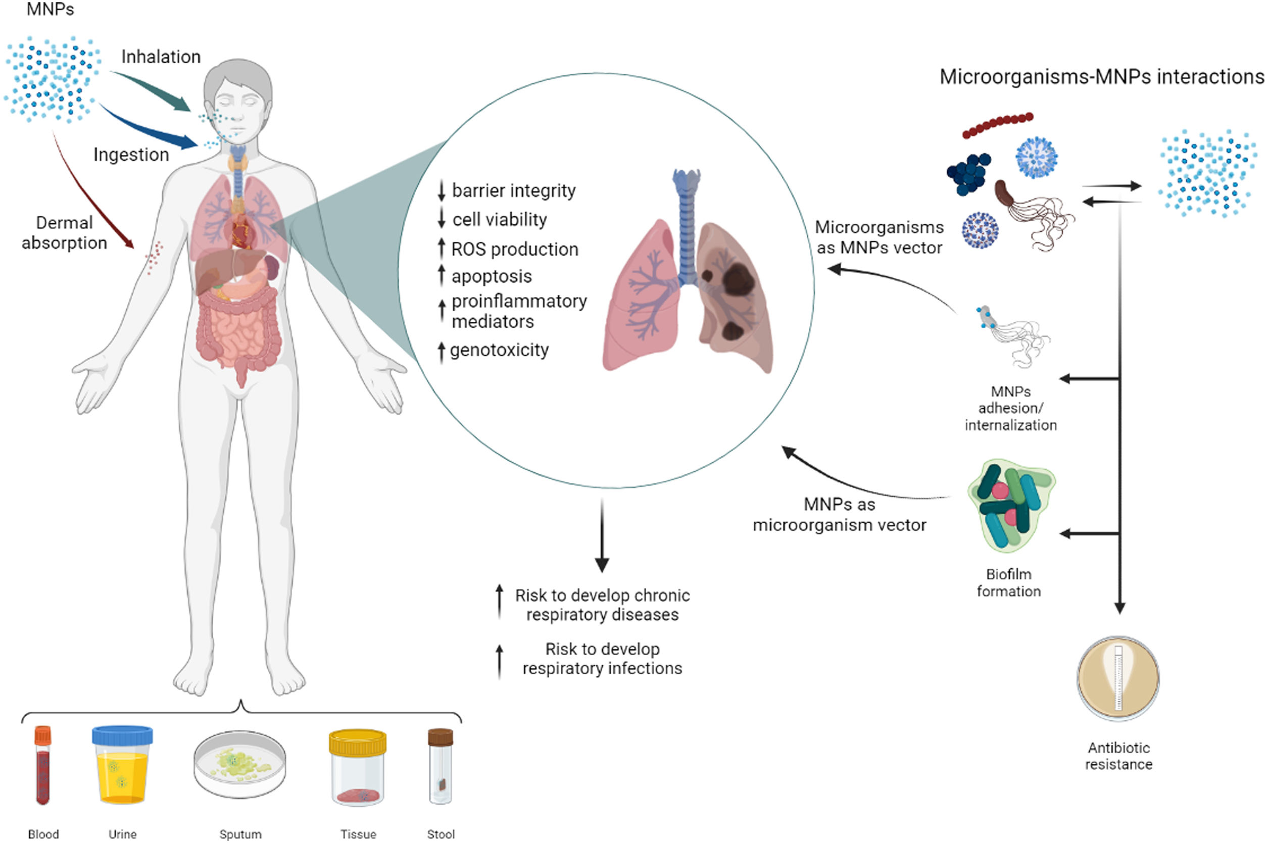 Environmental Pollutants: Micro and Nanoplastics in Immunity and ...