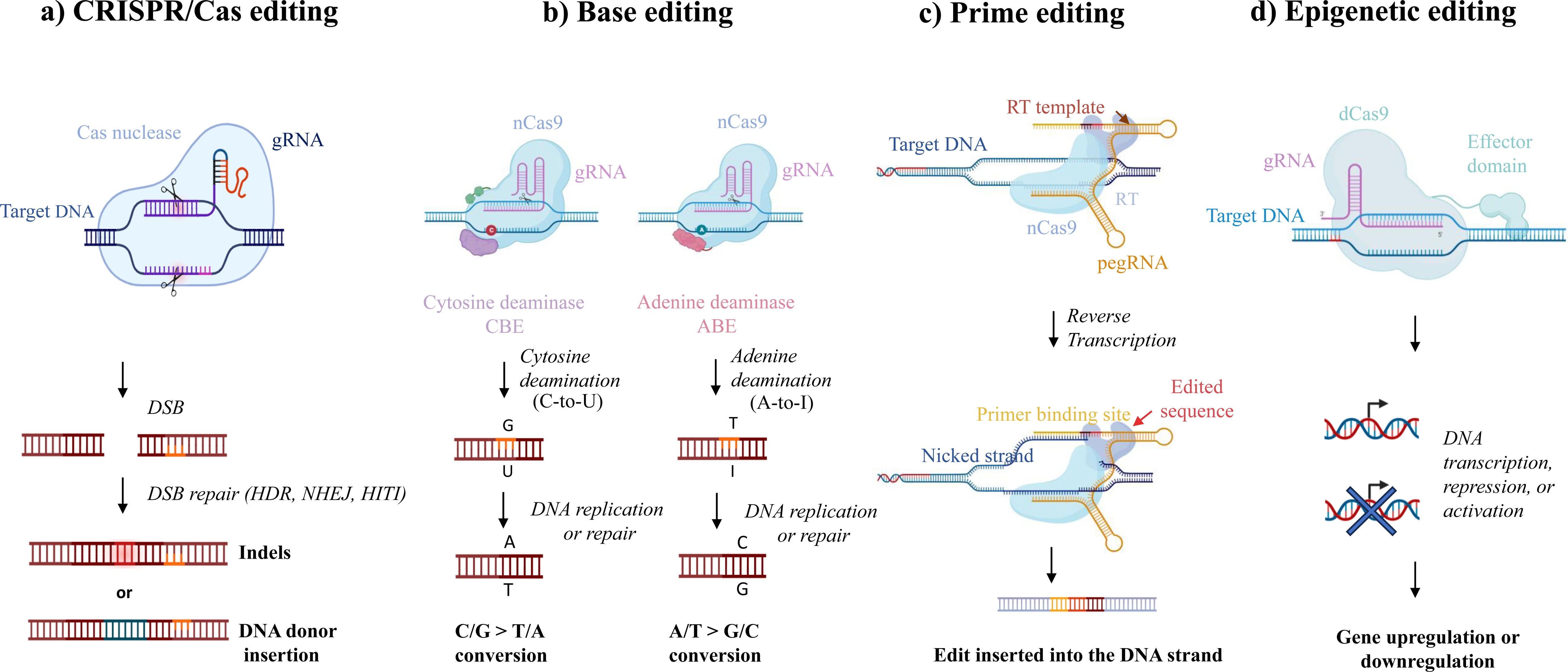CRISPR Technology in Lung Diseases: The Example of Lung Cancer and ...