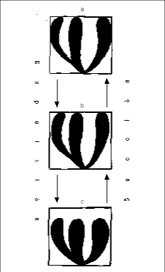 Estructura y función del corazón - Revista Española de Cardiología