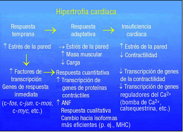 Inducción de nuevos cardiomiocitos en el corazón adulto: futuro de la ...