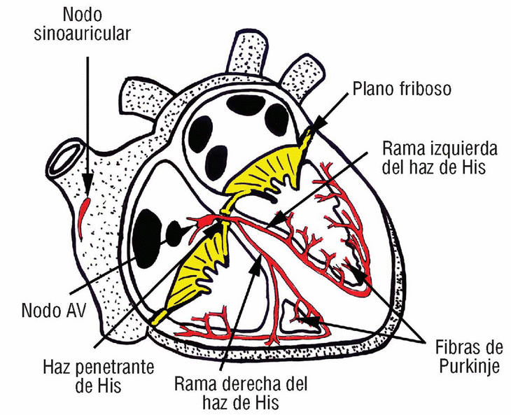 Anatomía de los nodos cardíacos y del sistema de conducción específico ...