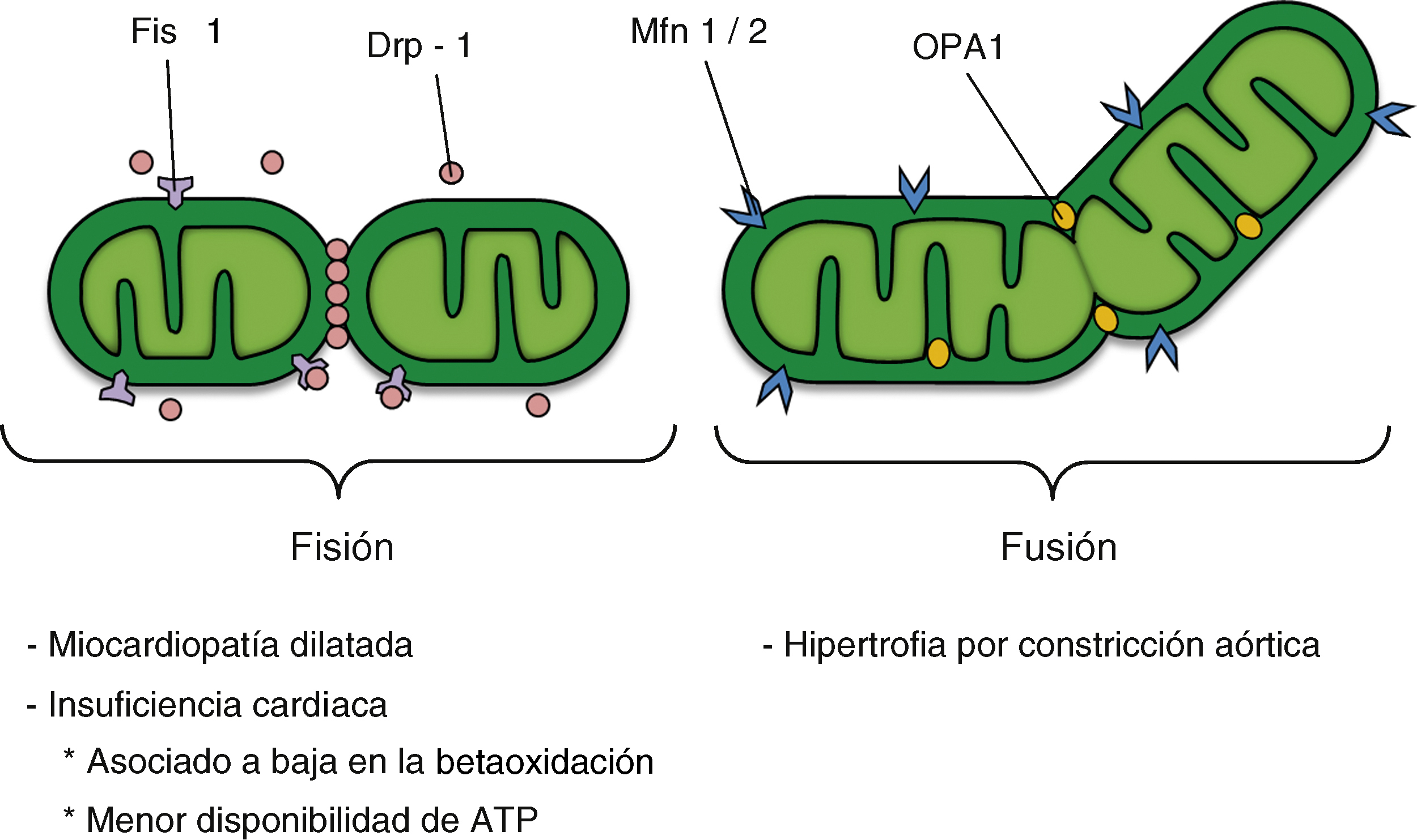 Dinámica mitocondrial: un potencial nuevo blanco terapéutico para la ...