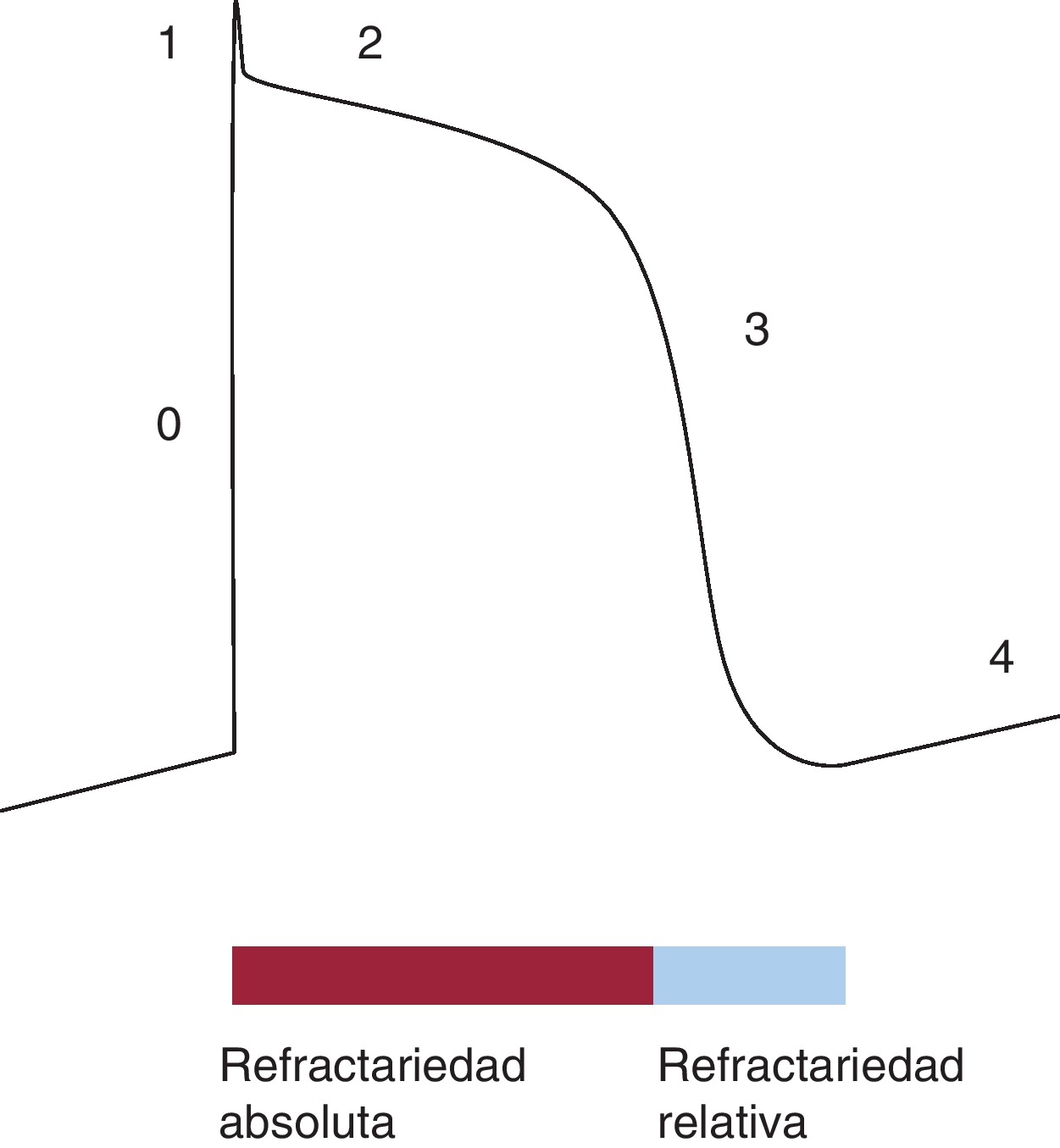 Mecanismos de las arritmias cardiacas | Revista Española de Cardiología