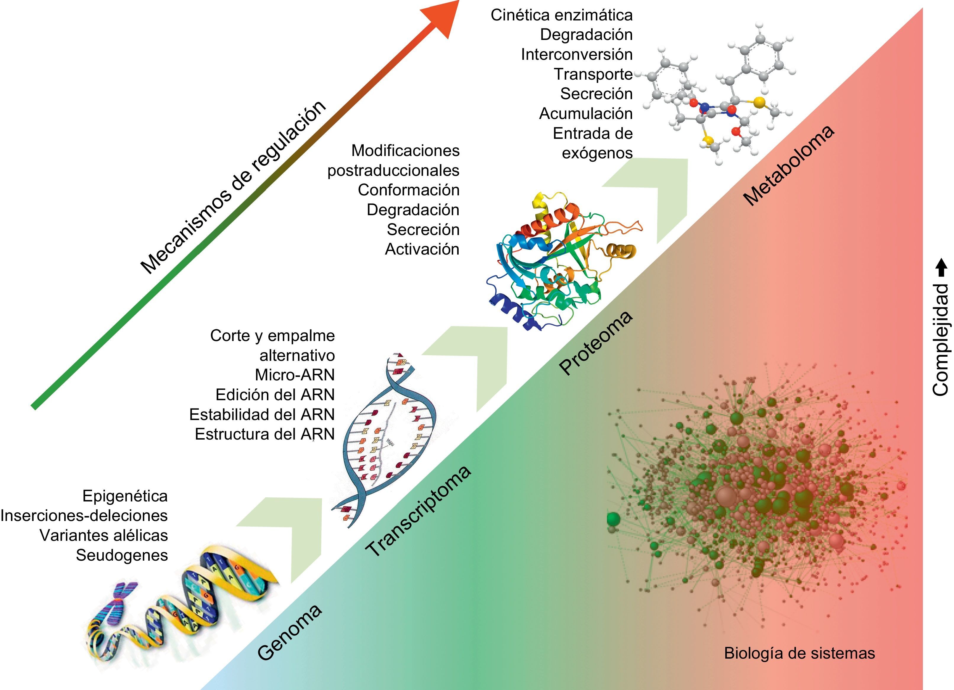 La proteómica y la metabolómica: los mecanismos de la enfermedad ...