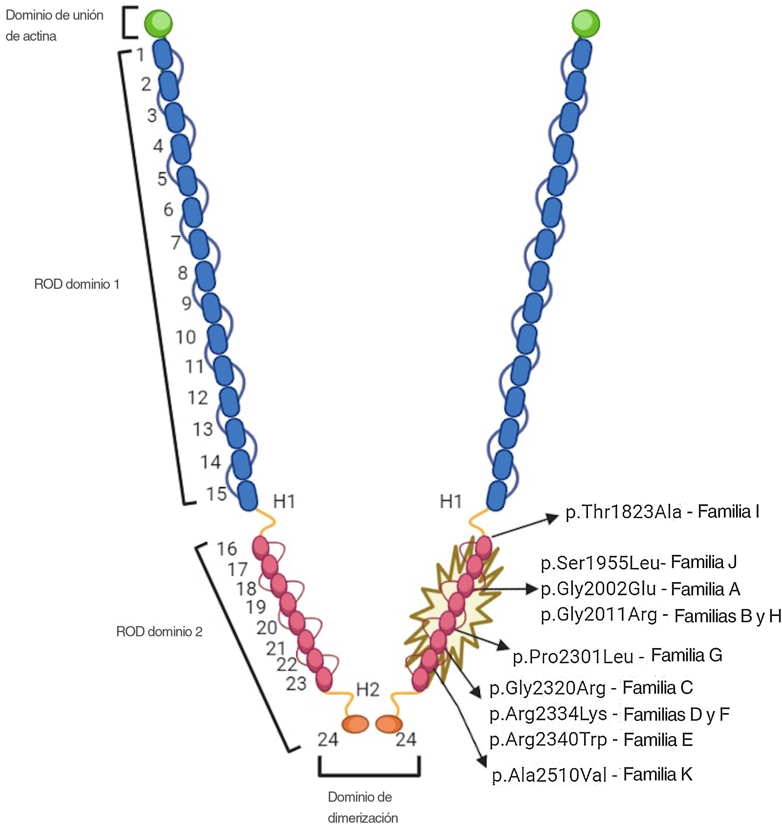 Las mutaciones missense en el dominio ROD2 de la filamina C muestran un ...