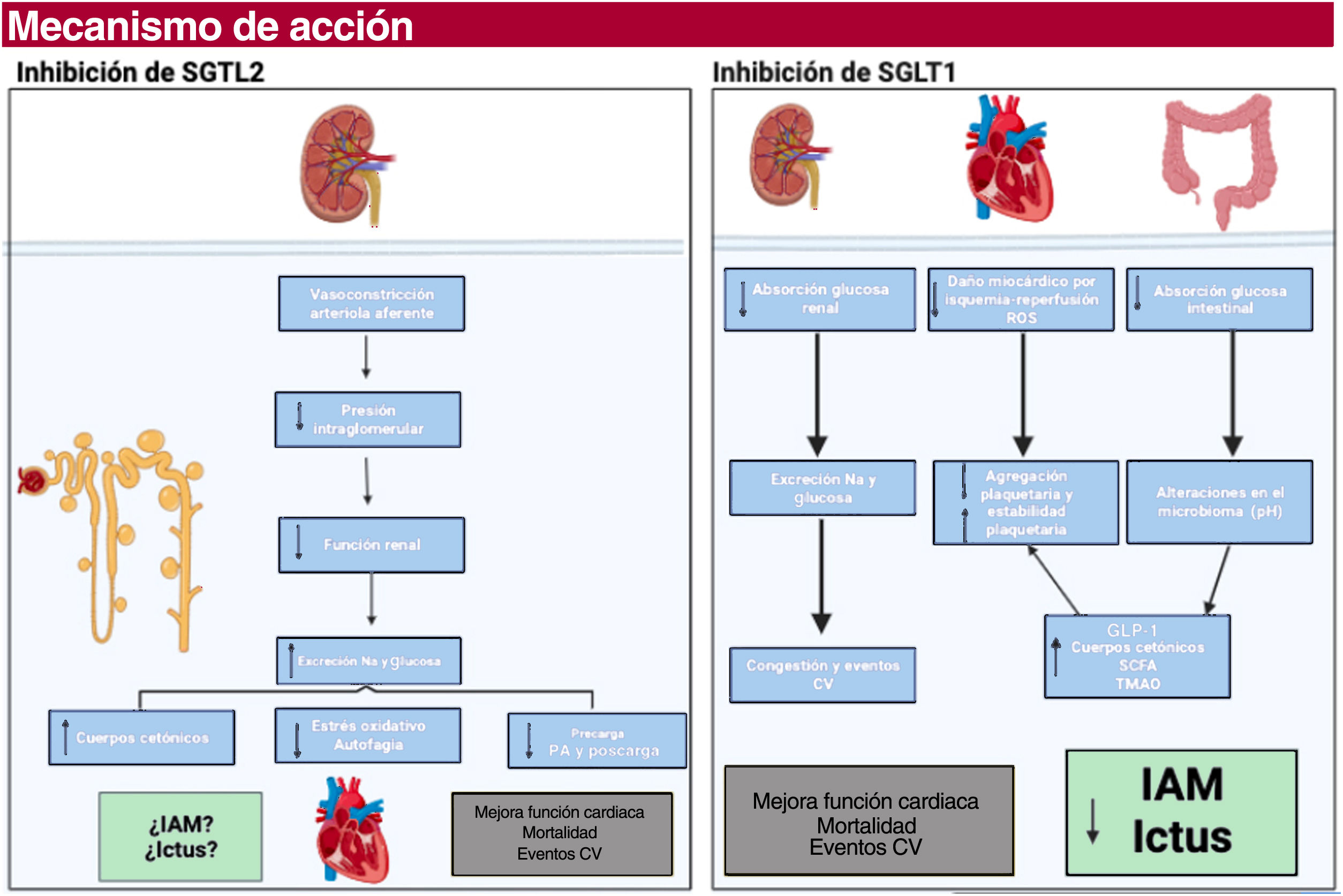 Inhibición dual del SGLT1 y SGLT2: algo más que su suma | Revista ...