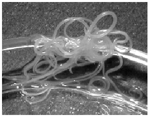 Dietary recommendations for patients allergic to Anisakis simplex ...