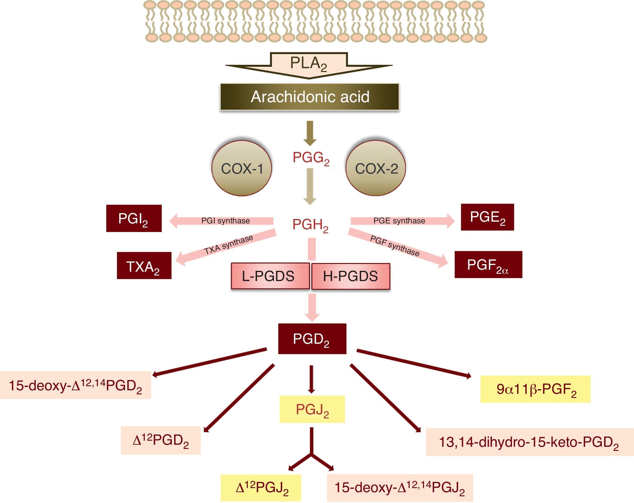 The prostaglandin D2 receptor (PTGDR) gene in asthma and allergic ...