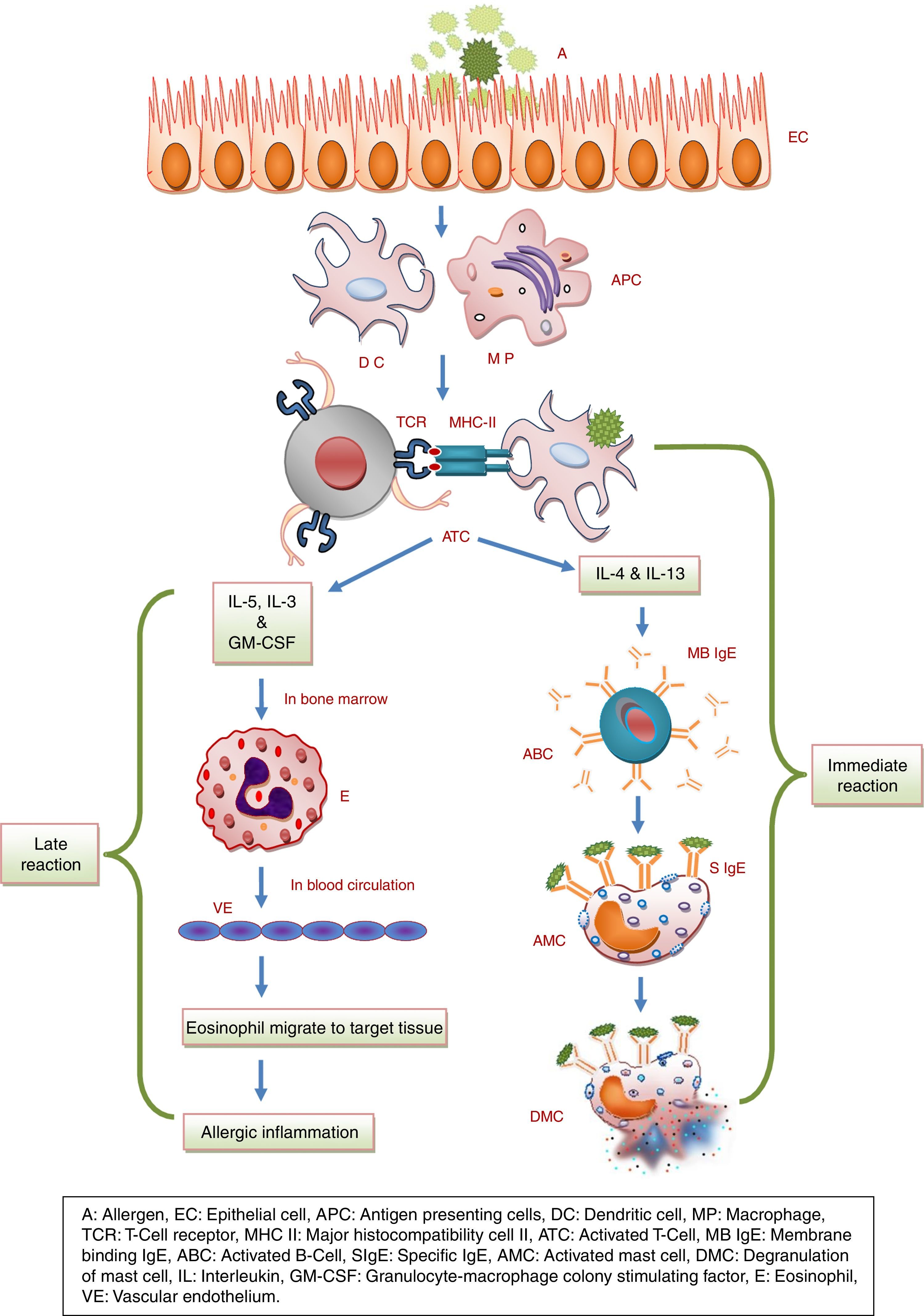 Allergy genuflection? It's surmount with special focus on ear, nose and ...