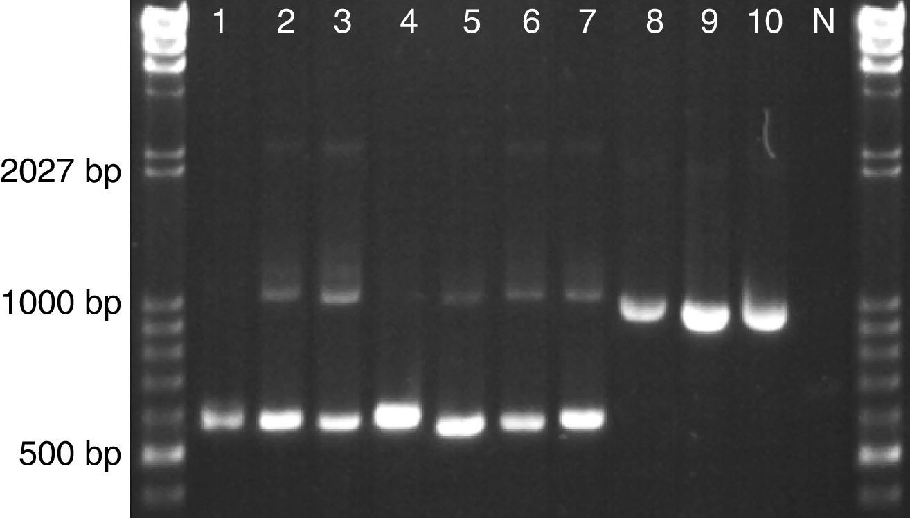 PCR-based method for the rapid identification of astaxanthin ...