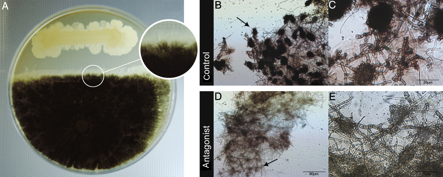 Antagonistic activity of a Bacillus sp. strain isolated in Córdoba ...