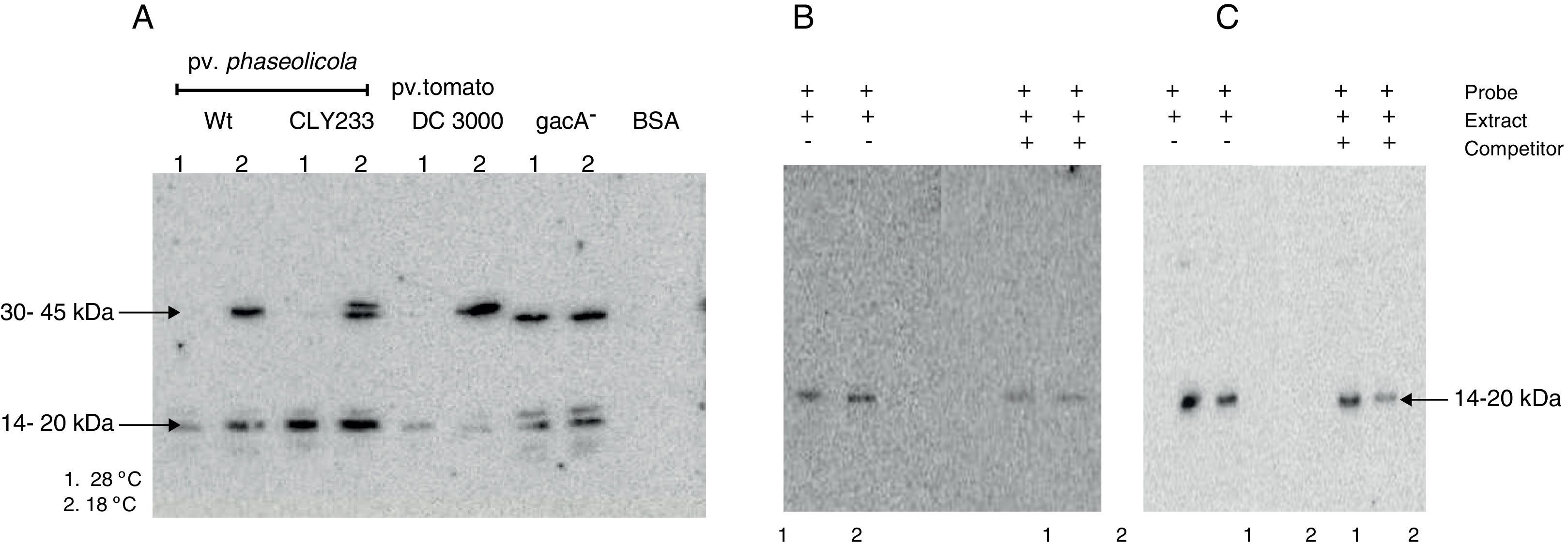 A 14–20kDa protein binds to the upstream region of the phtM operon ...