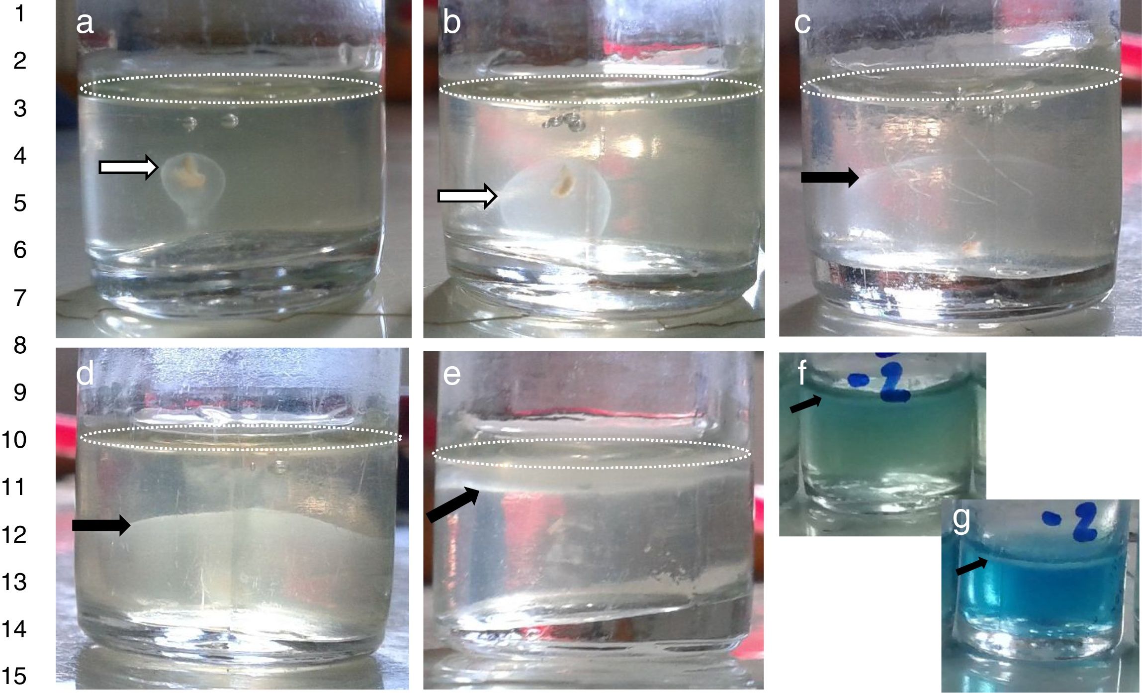 Veil-like pellicle development by Azospirillum brasilense in semisolid ...