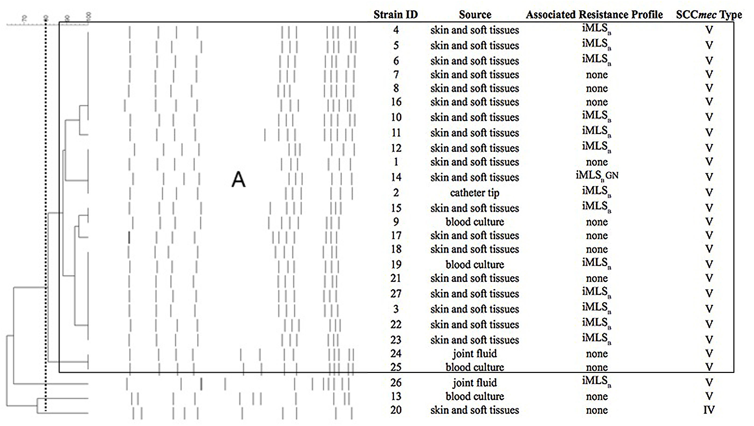 Phenotypic and genotypic characterization of oxacillin-susceptible and ...