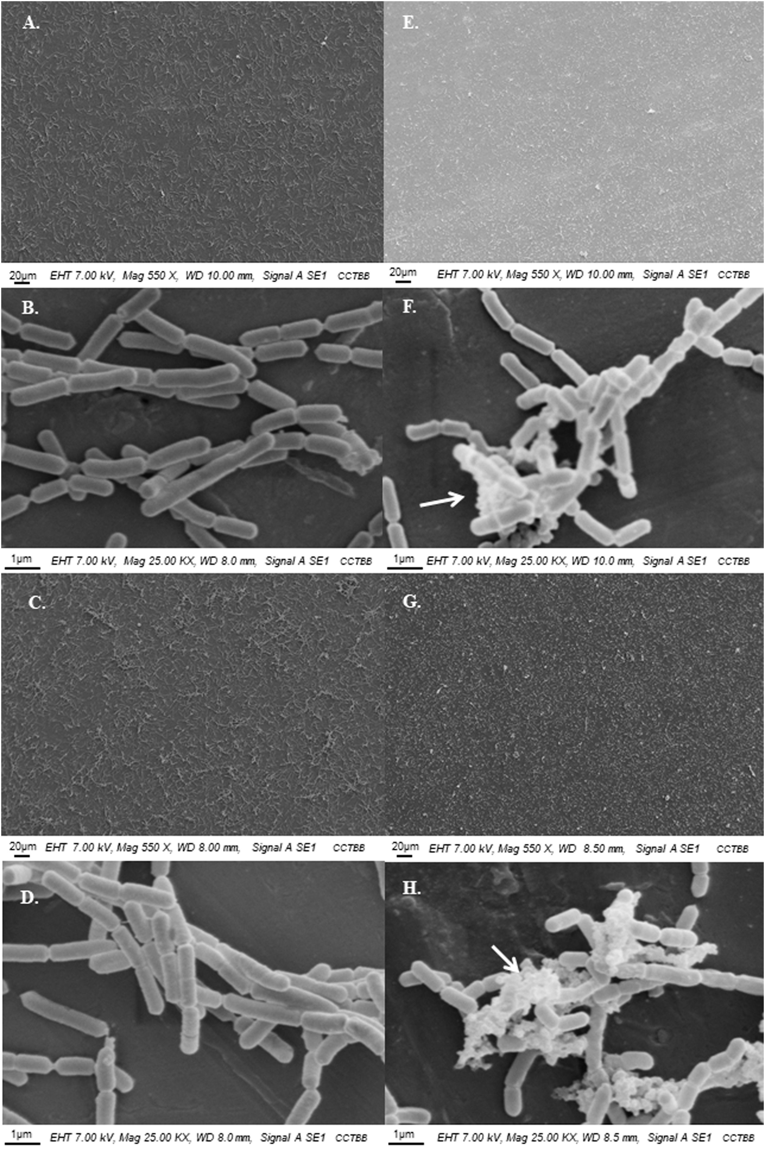 Biological control of foodborne pathogens by lactic acid bacteria: A ...