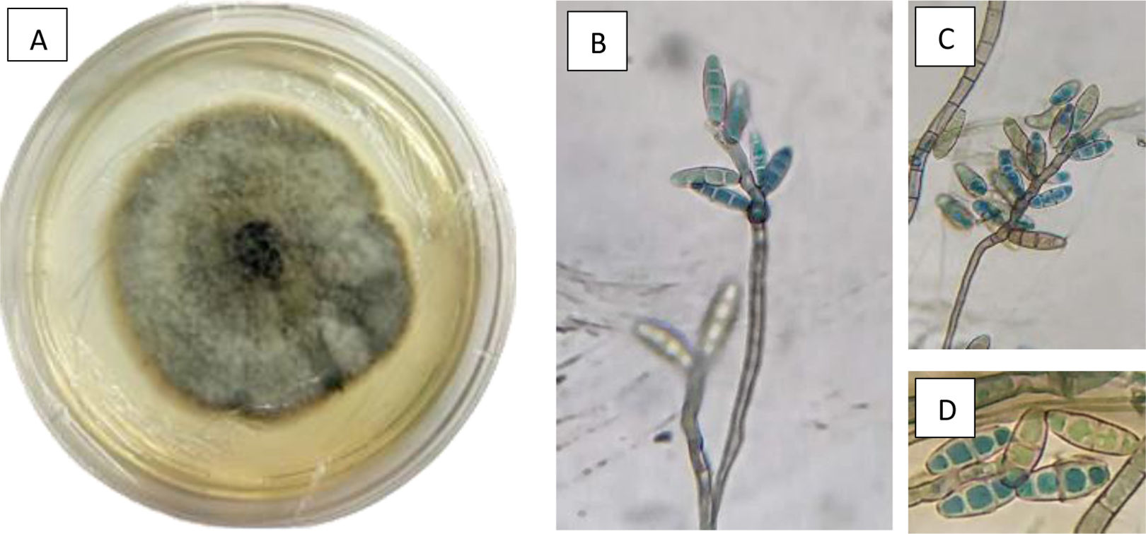 Cutaneous infection in an immunocompromised domestic cat caused by ...