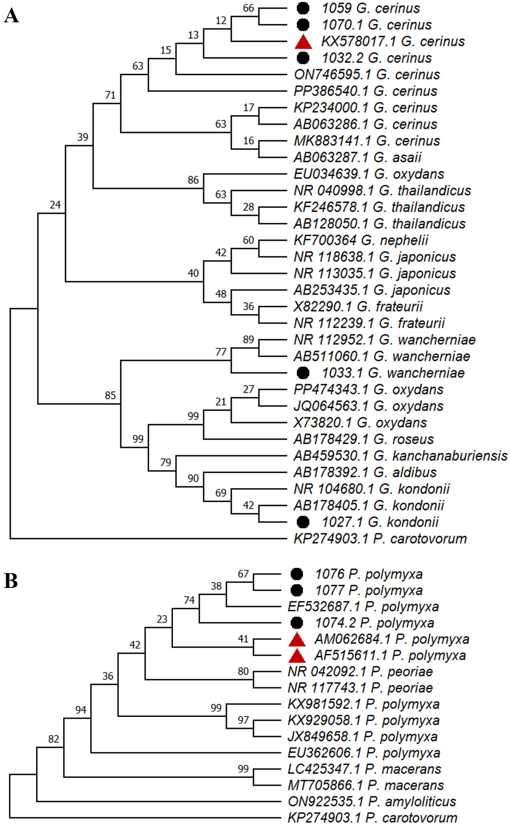 Gluconobacter spp. y Paenibacillus polymyxa causan pudrición en ...