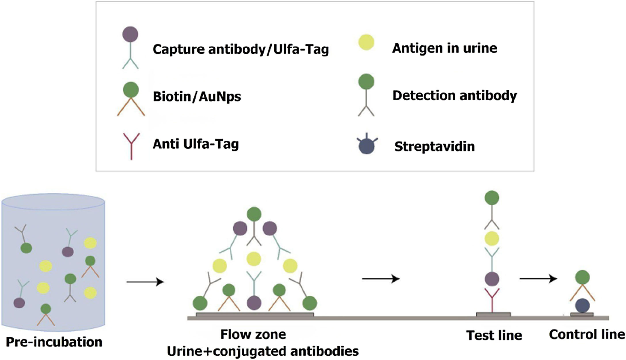 In house-development of a rapid immunochromatographic test for the ...