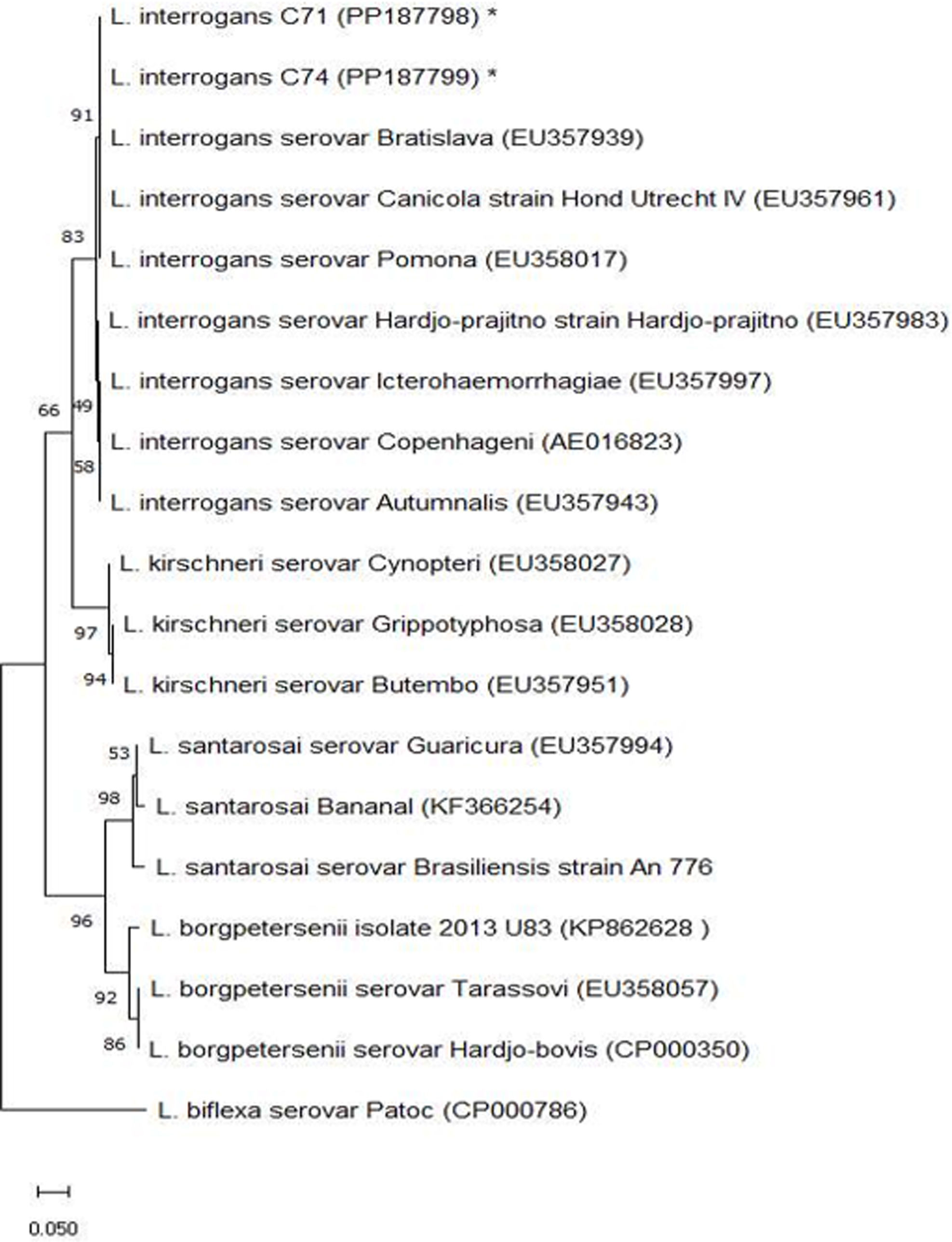 Prospective evaluation of Leptospira spp. infection in goats maintained ...