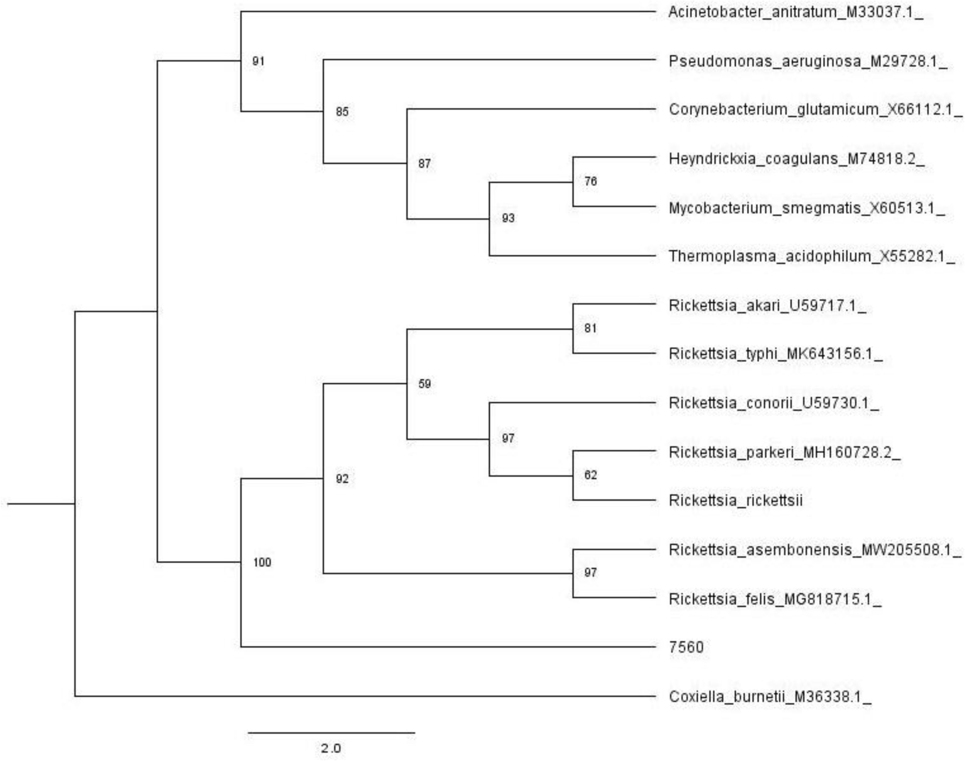 Mosquito-borne pathogens … Now Rickettsias? | Revista Argentina de ...