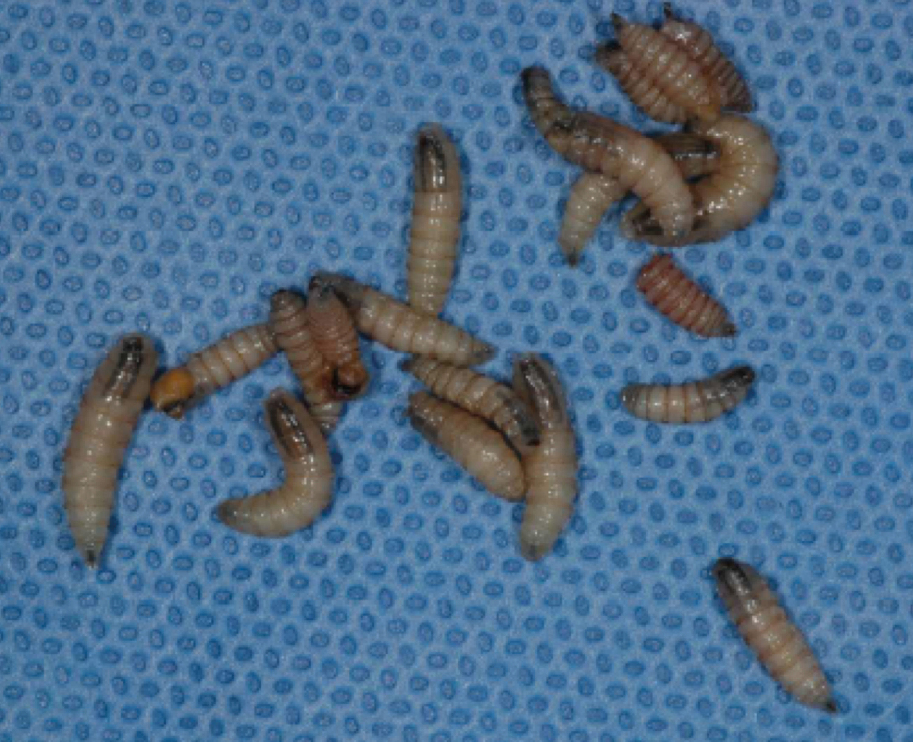 Wound myiasis: the role of entodermoscopy* | Anais Brasileiros de ...