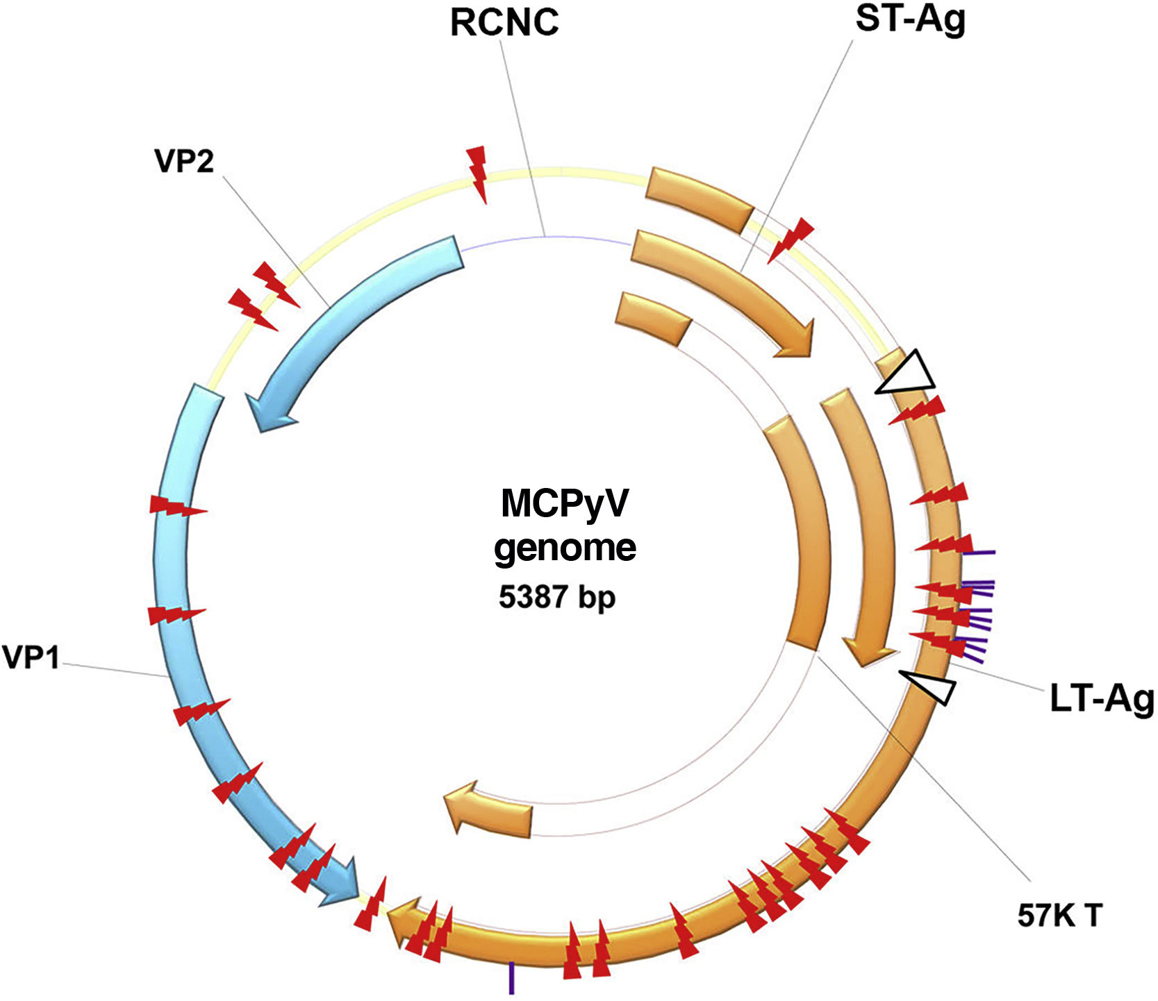 Merkel cell polyomavirus and its etiological relationship with skin ...