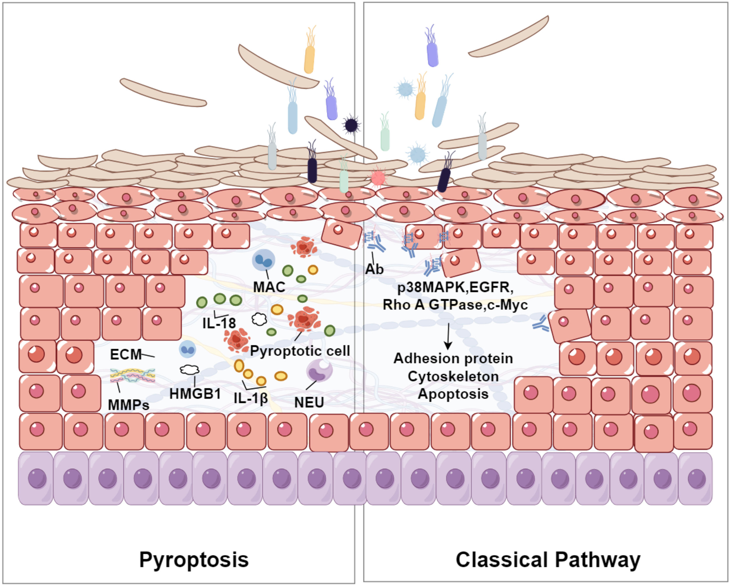 New insights into pyroptosis in pemphigus: from cellular structure to ...