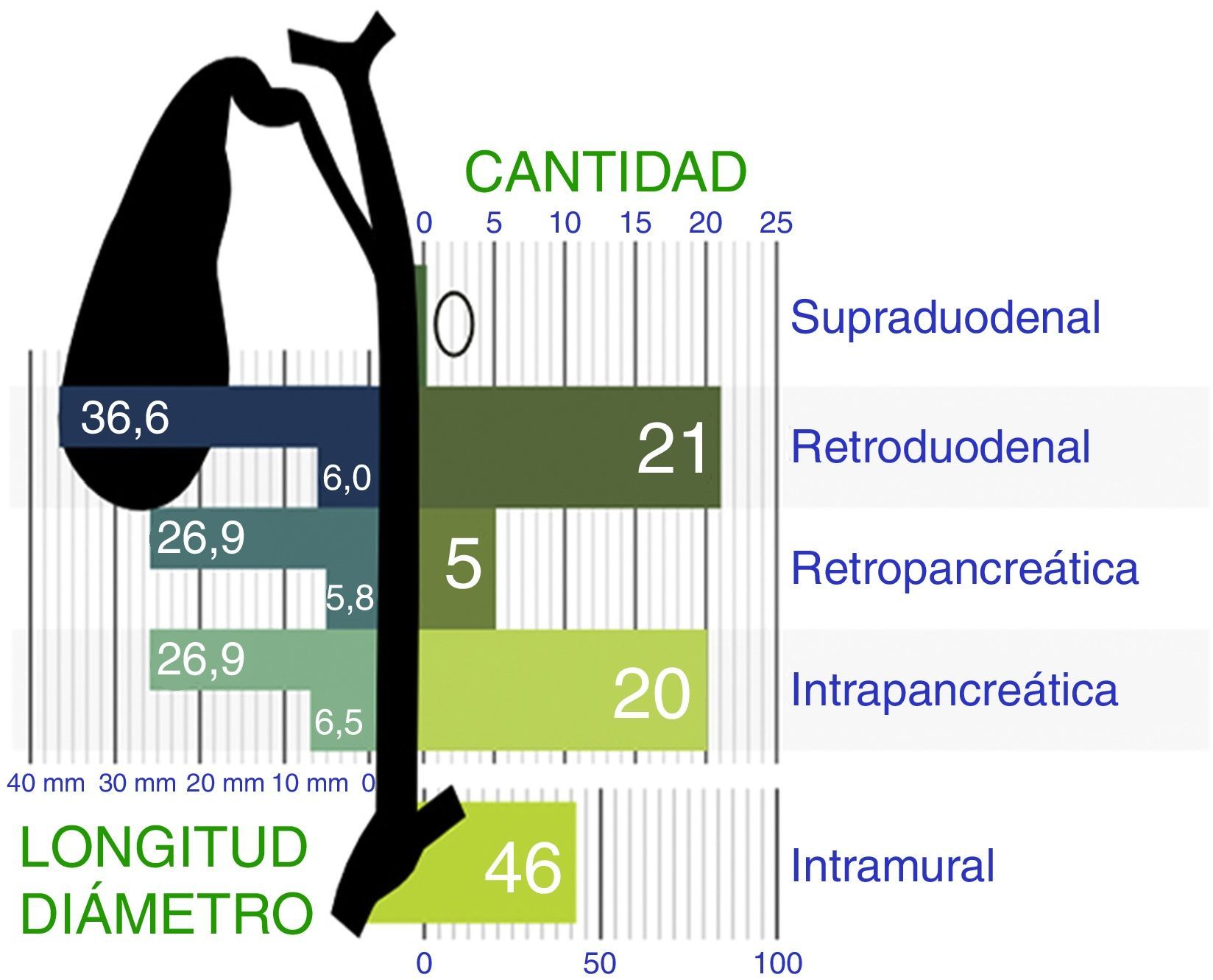 Anatomía quirúrgica del conducto colédoco: revisión de la clasificación ...