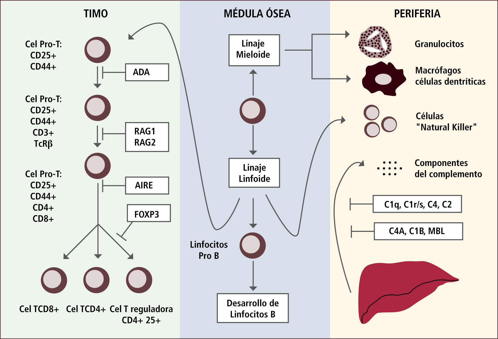Inmunodeficiencias y su relaci ón con enfermedades autoinmunes ...